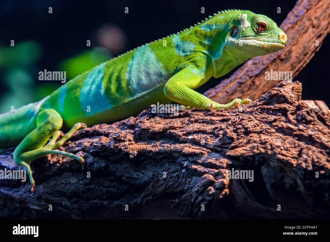 the closeup image of Fiji banded iguana (Brachylophus fasciatus) An ...