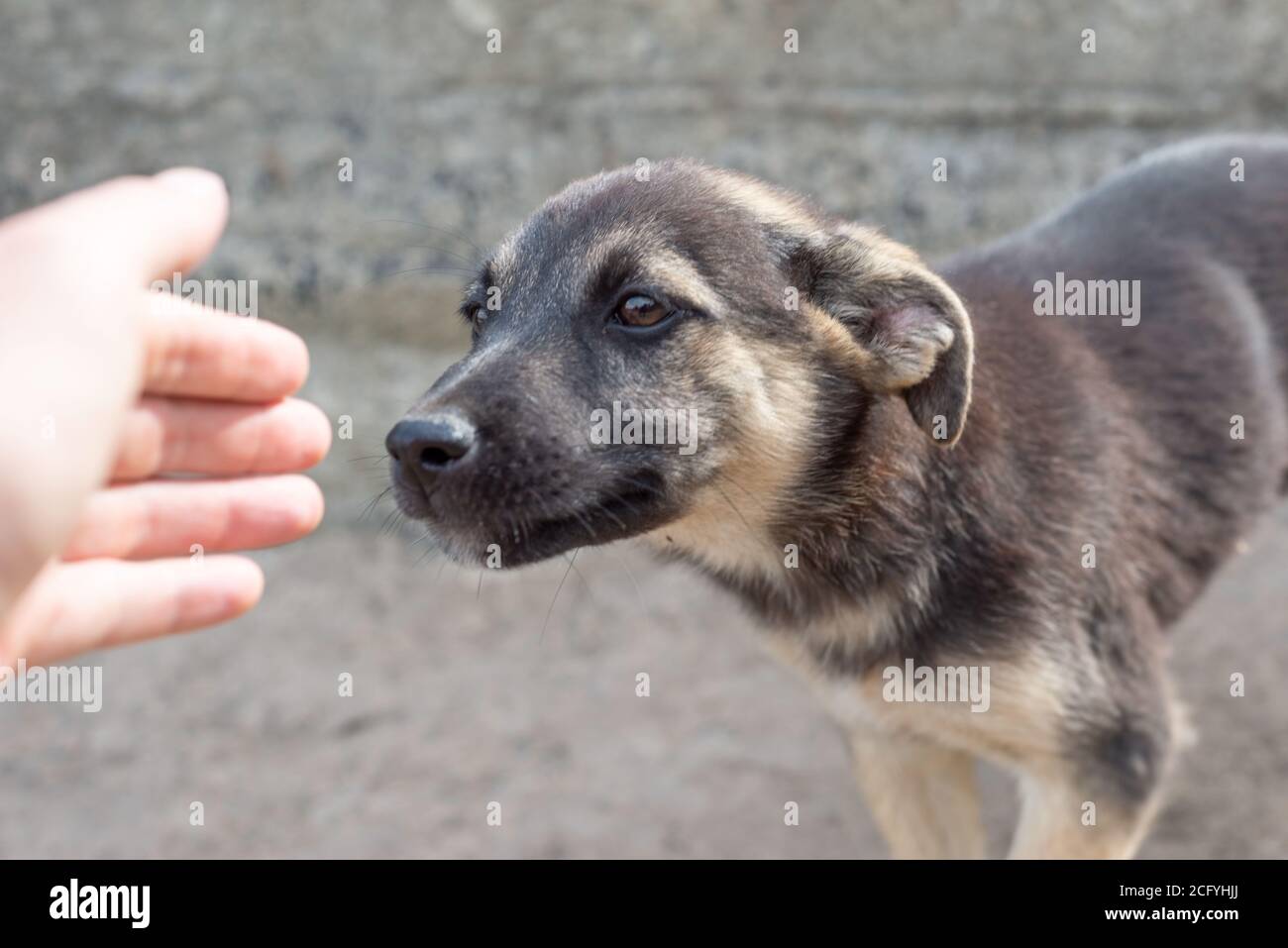 hand reaches for a stray little stray dog Thai Stray dog Stock Photo ...