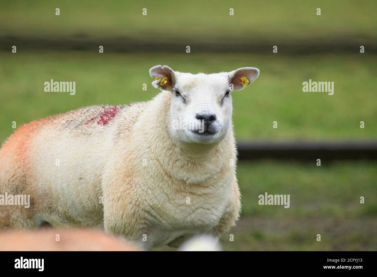 Sheep in Ireland. Photograph by David Ruffles Stock Photo - Alamy