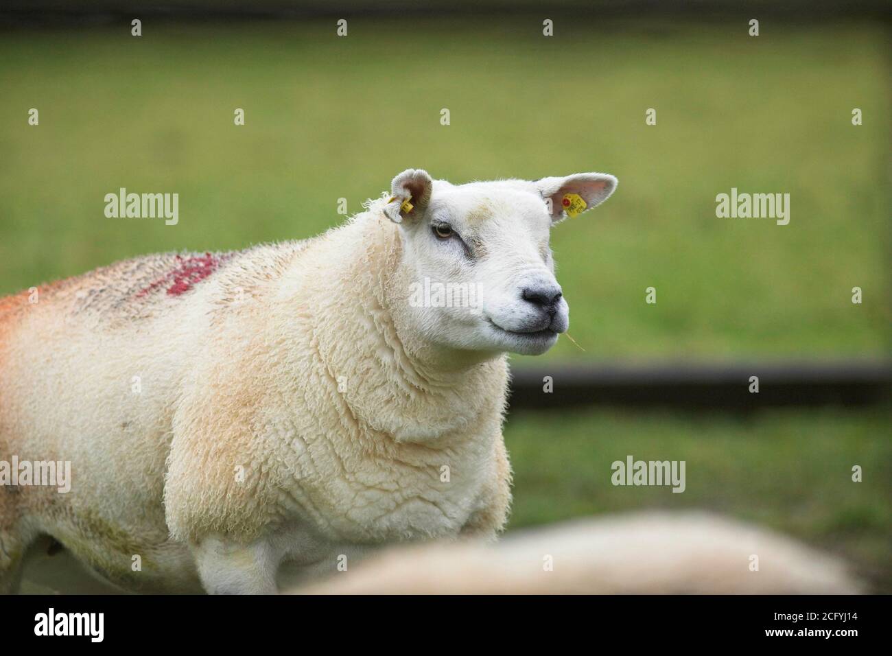 Sheep in Ireland. Photograph by David Ruffles Stock Photo - Alamy