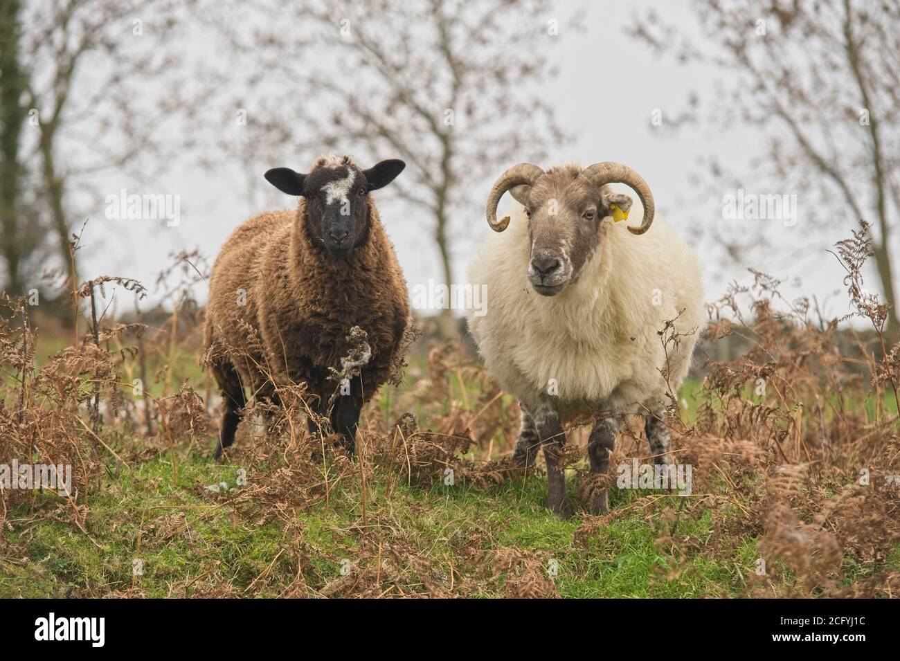 Sheep in Ireland. Photograph by David Ruffles Stock Photo - Alamy