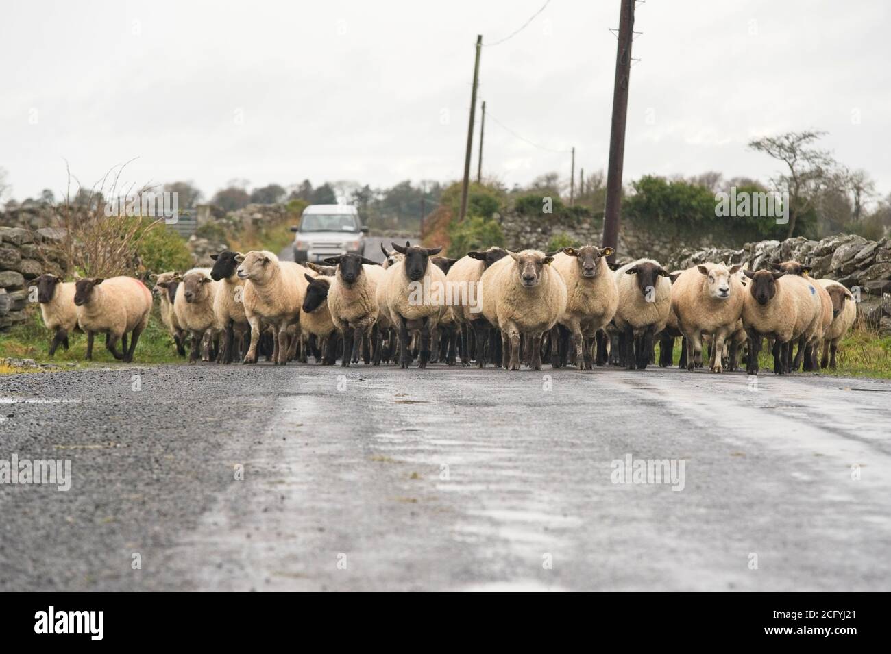 Sheep in Ireland. Photograph by David Ruffles Stock Photo - Alamy