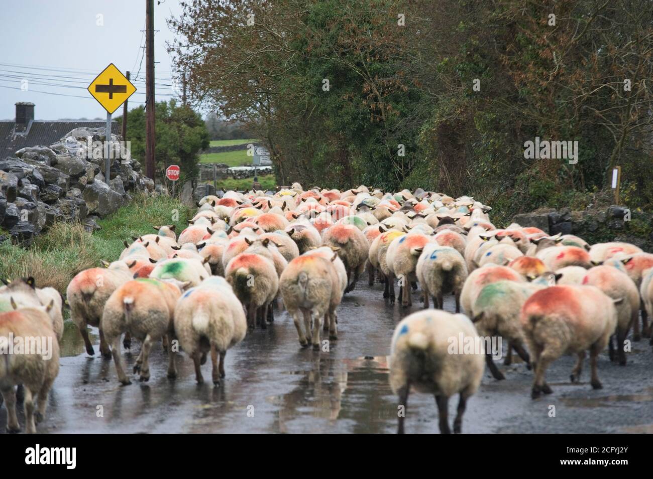 Sheep in Ireland. Photograph by David Ruffles Stock Photo - Alamy
