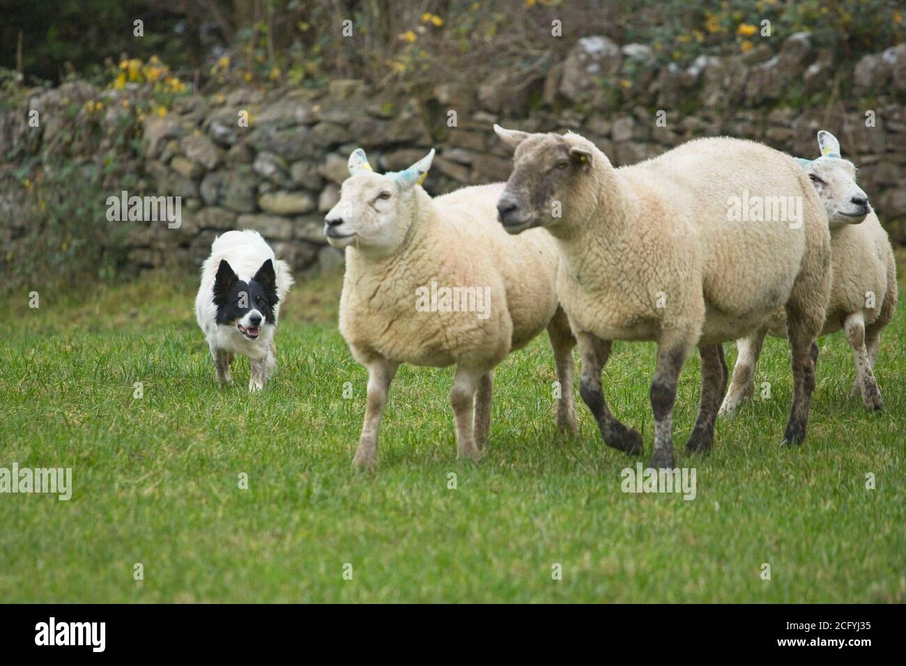 Sheep in Ireland. Photograph by David Ruffles Stock Photo - Alamy