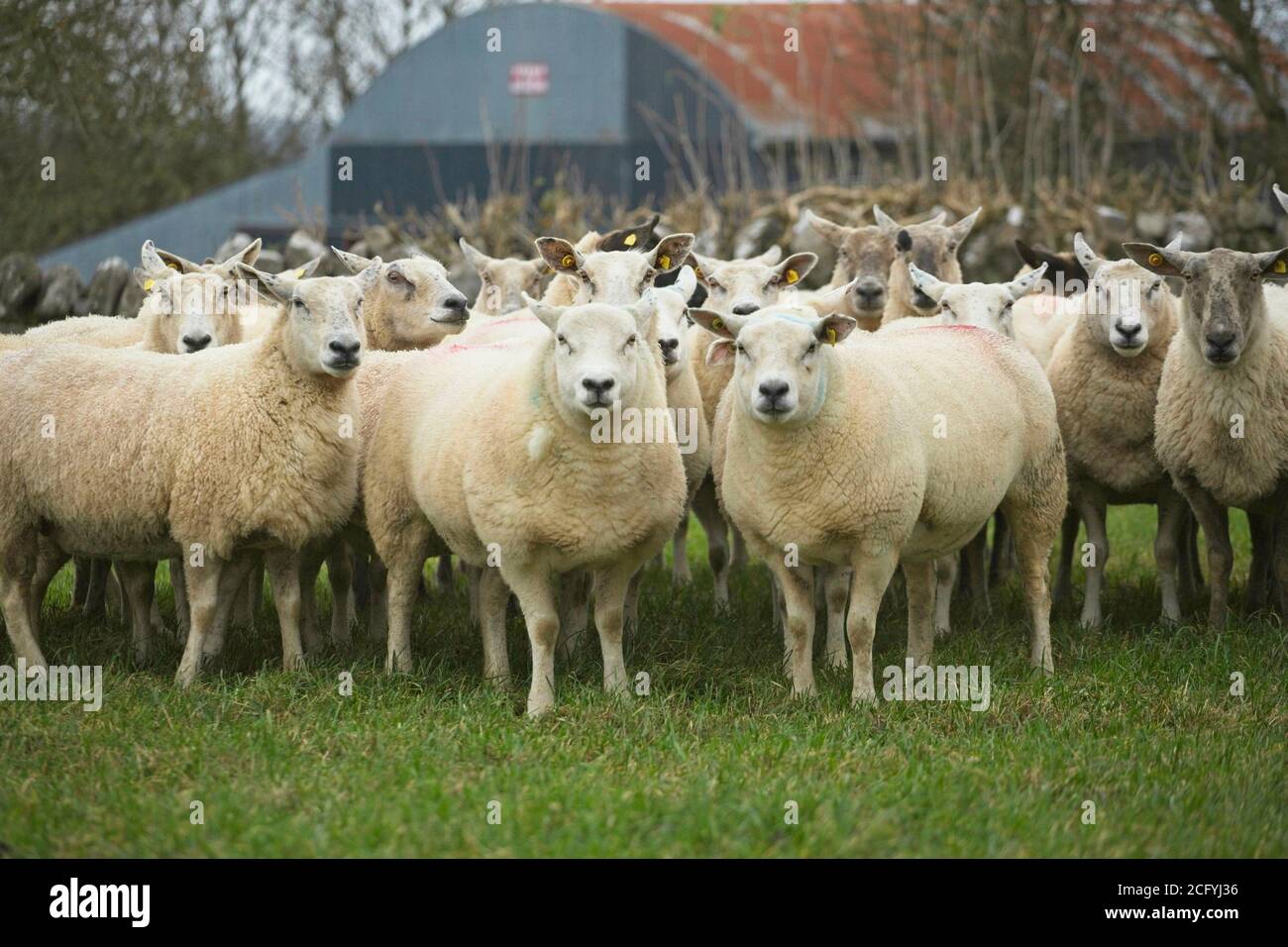 Sheep in Ireland. Photograph by David Ruffles Stock Photo - Alamy