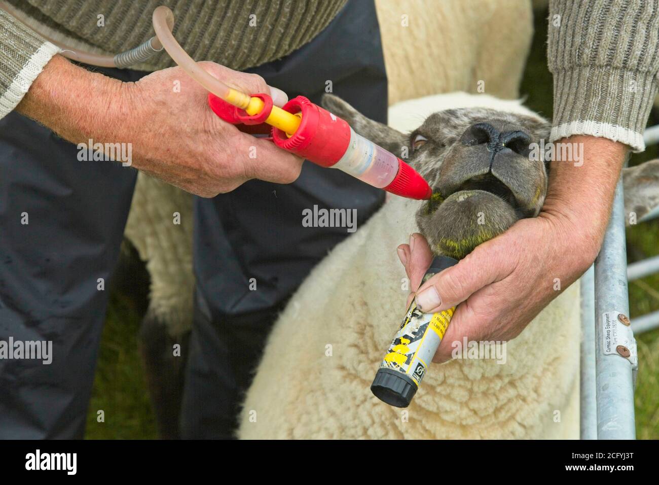 Dosing of sheep hi-res stock photography and images - Alamy