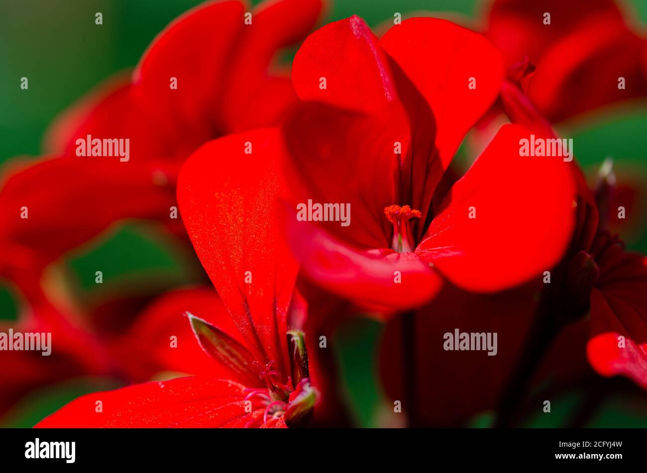 Flower. Bright red geranium flower garden close-up Stock Photo - Alamy