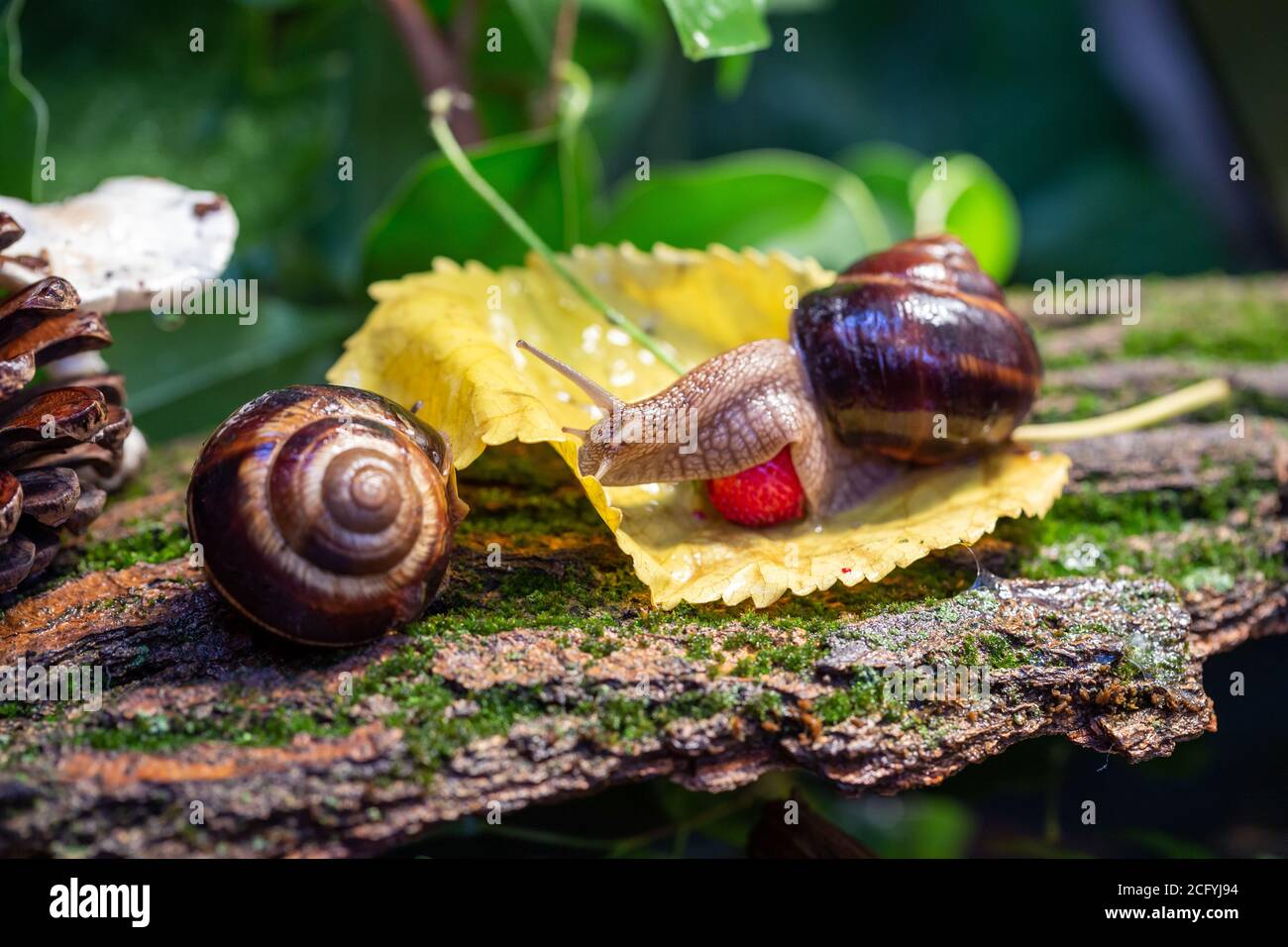 Large snails crawling along the bark of a tree. Photo in the wild ...