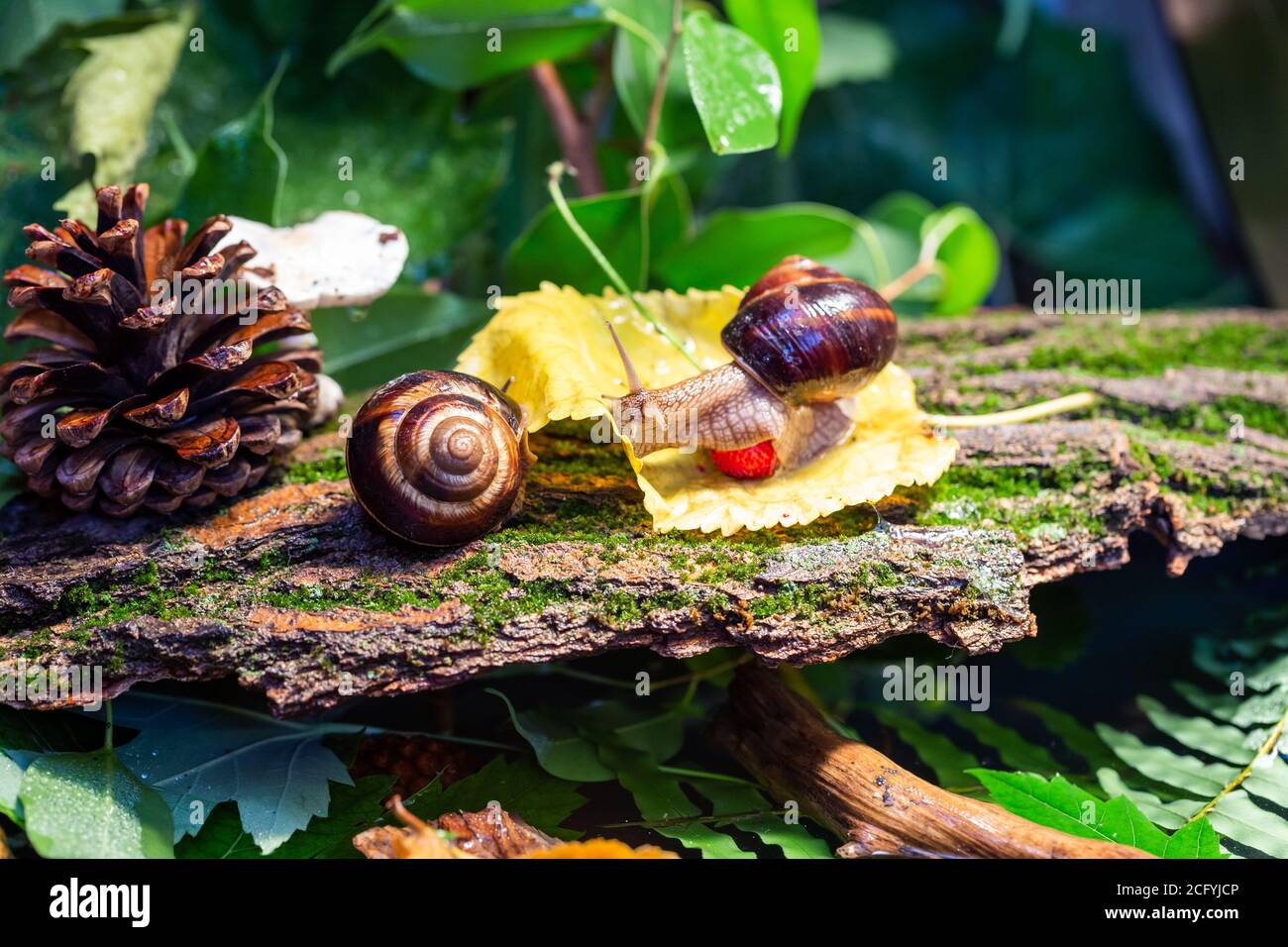 Large snails crawling along the bark of a tree. Photo in the wild ...