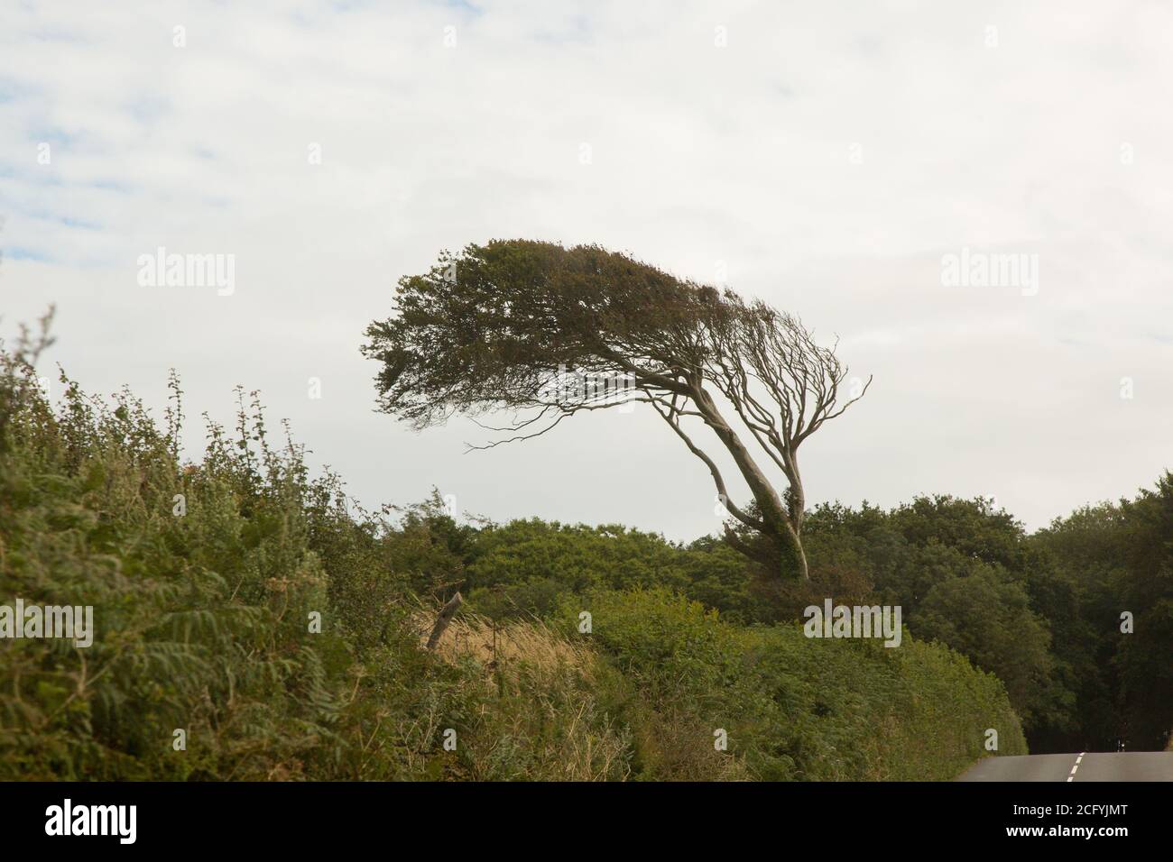 Wind Blown Tree High Resolution Stock Photography and Images - Alamy