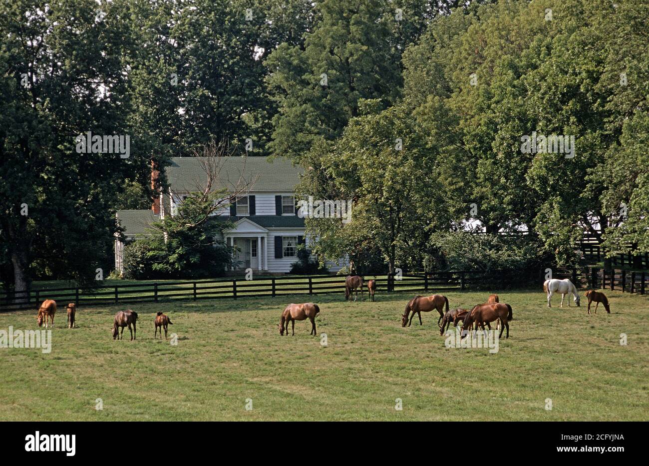 KENTUCKY BLUEGRASS COUNTRY HORSE FARMS, LEXINGTON, KENTUCKY, USA, 1980s ...