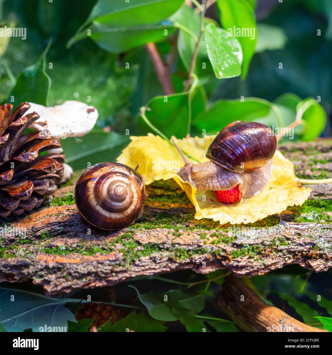 Large snails crawling along the bark of a tree. Photo in the wild ...