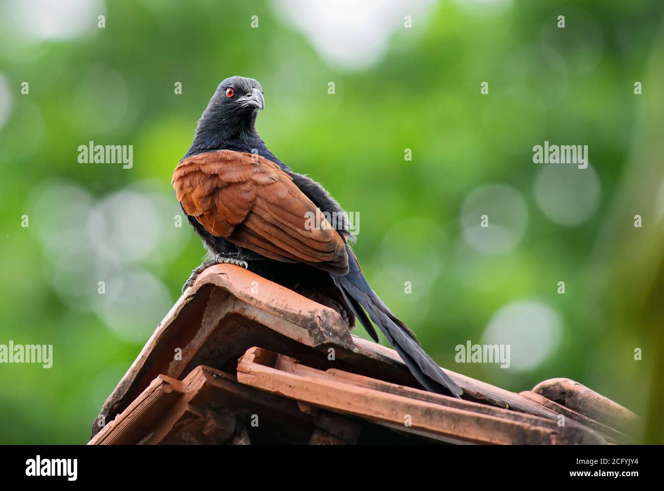 Greater Coucal - Centropus sinensis, beautiful black and brown coucal ...