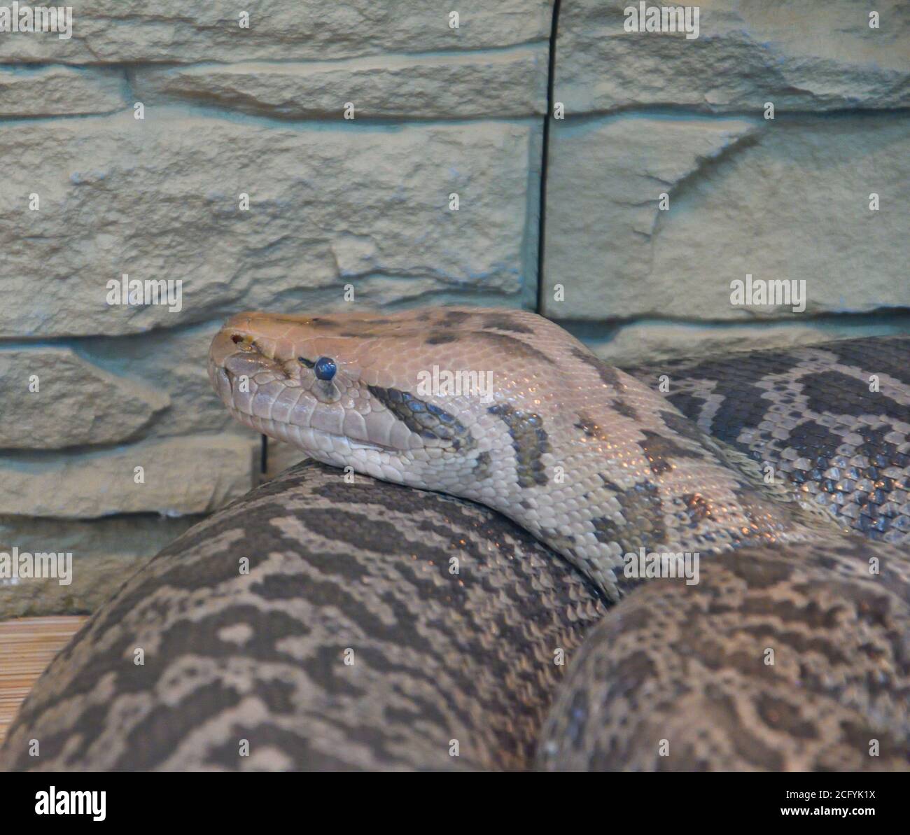 Granite python (Lat. Python molurus bivittatus "Granite") in terrarium ...