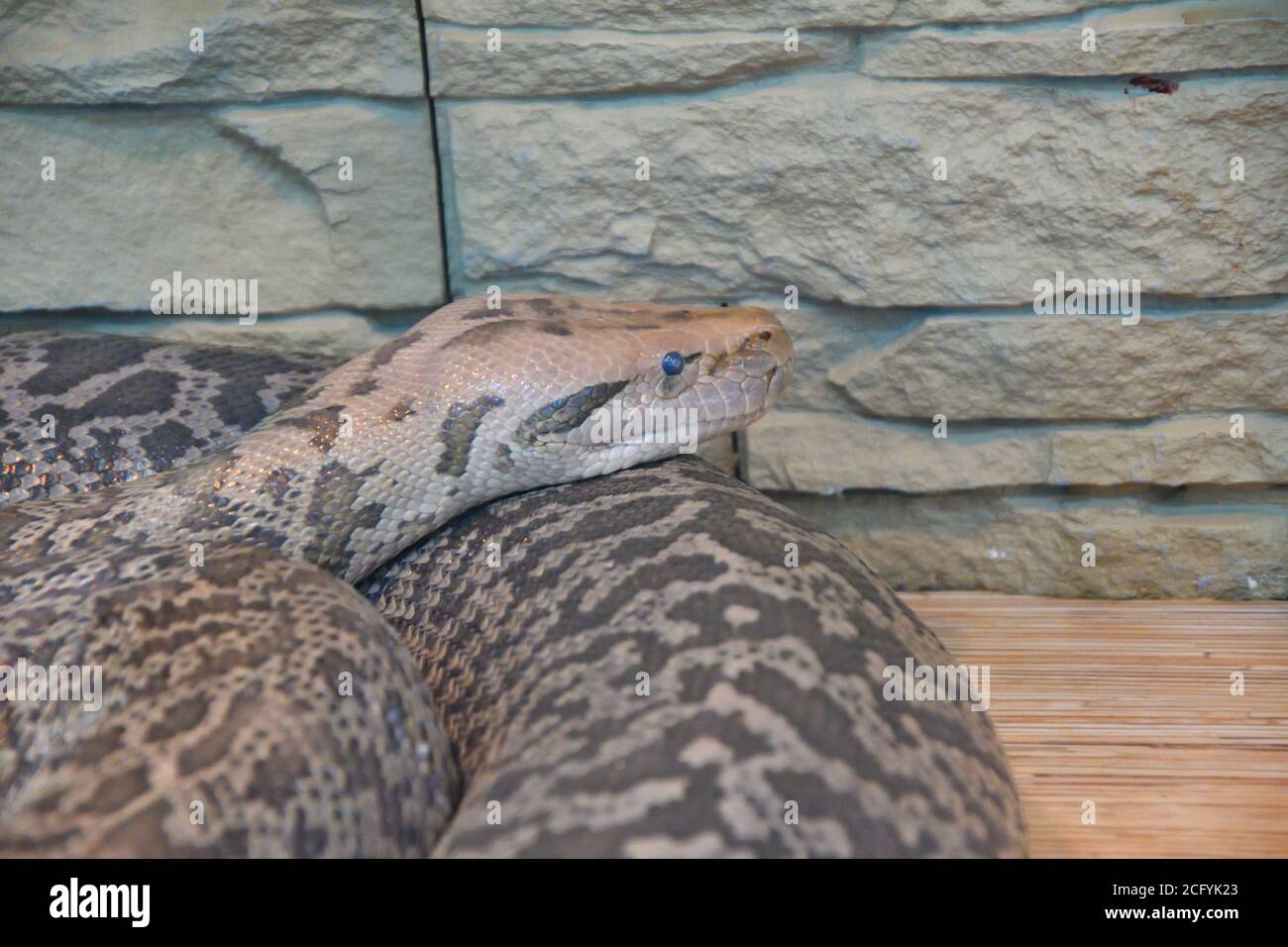 Granite python (Lat. Python molurus bivittatus "Granite") in terrarium ...