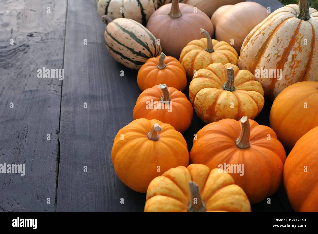 Different varieties of mini pumpkins on black wooden boards background ...