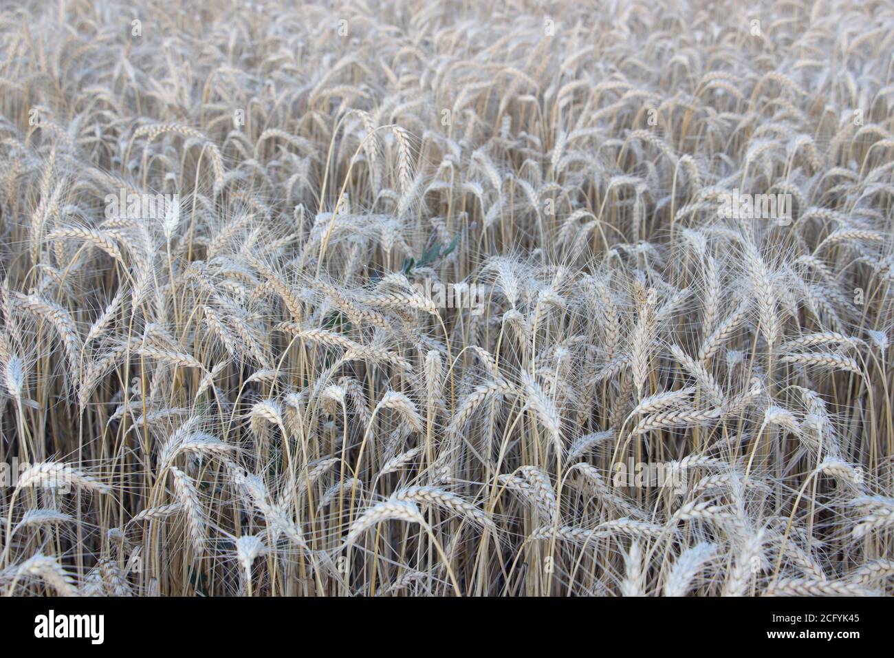 Ripe ears of barley are dry and ready for harvest, ears of ripe barley ...