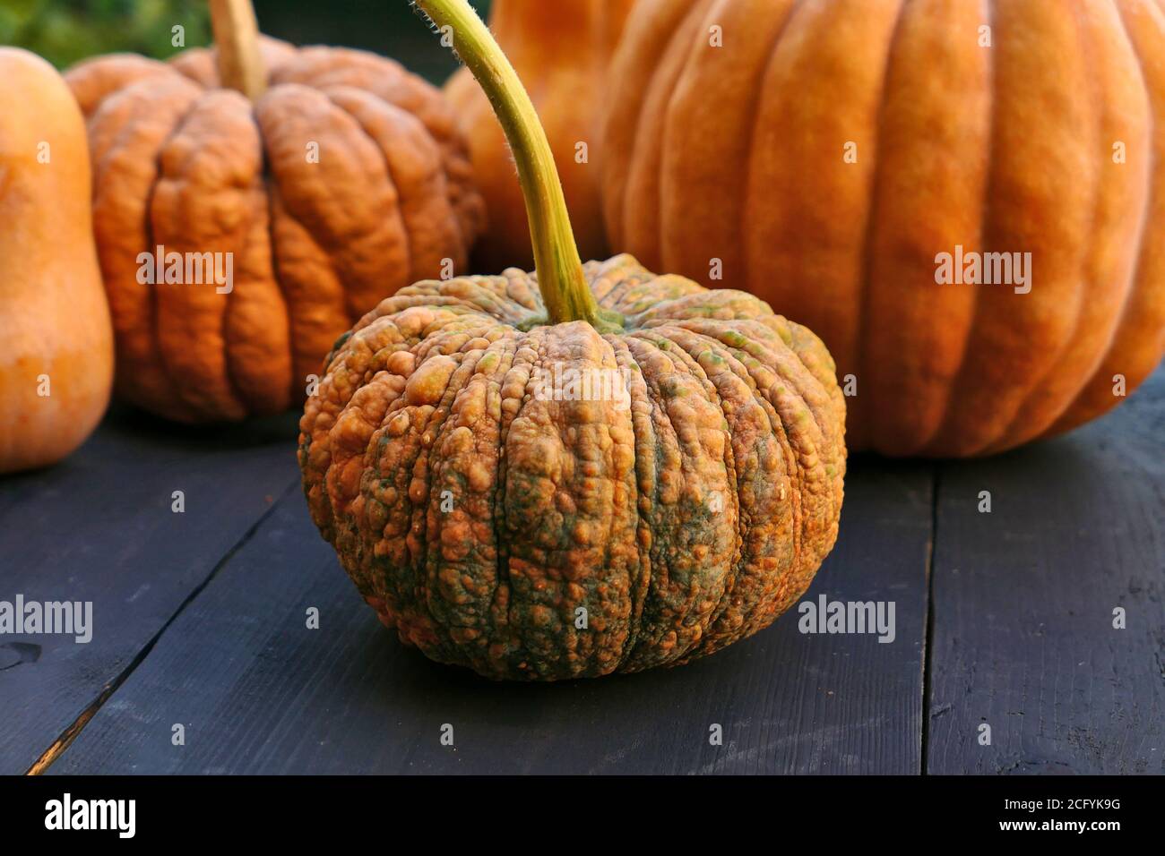 Warted pumpkin close up, Cucurbita moschata squash Stock Photo - Alamy