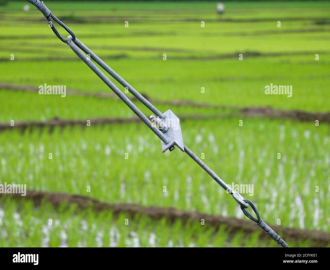 Electrical stay wire against paddy field, background blurred Stock ...
