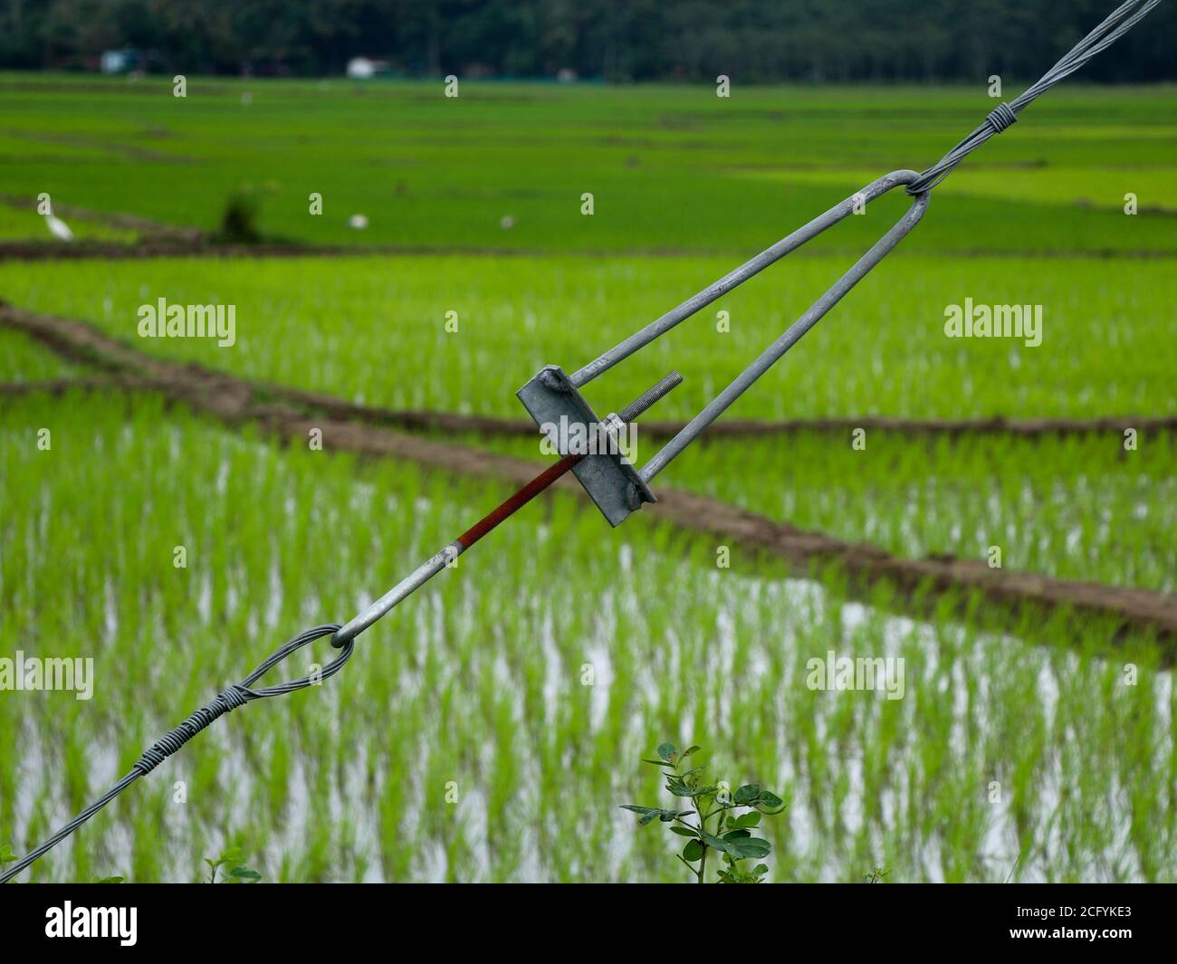 Electrical stay wire against paddy field, background blurred Stock ...