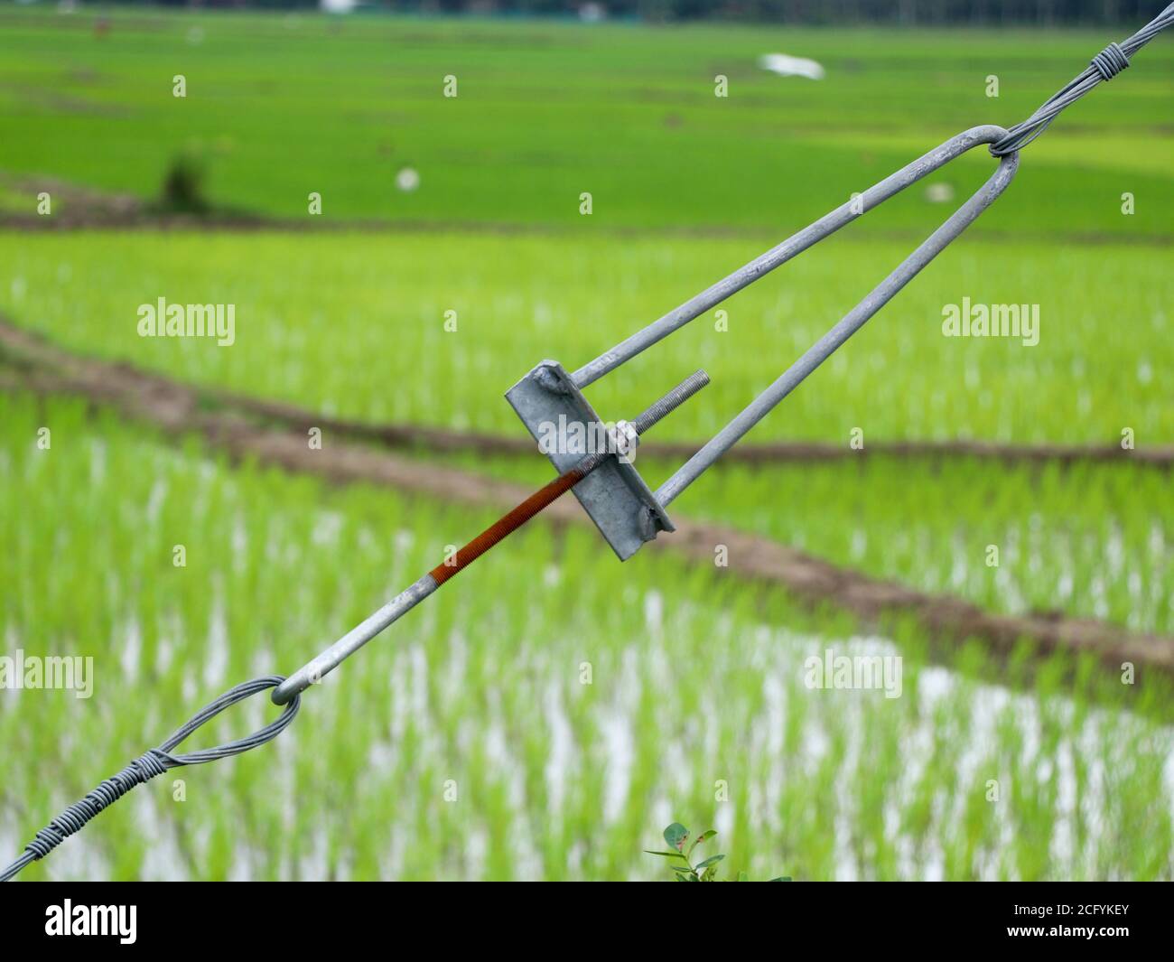 Electrical stay wire against paddy field, background blurred Stock ...
