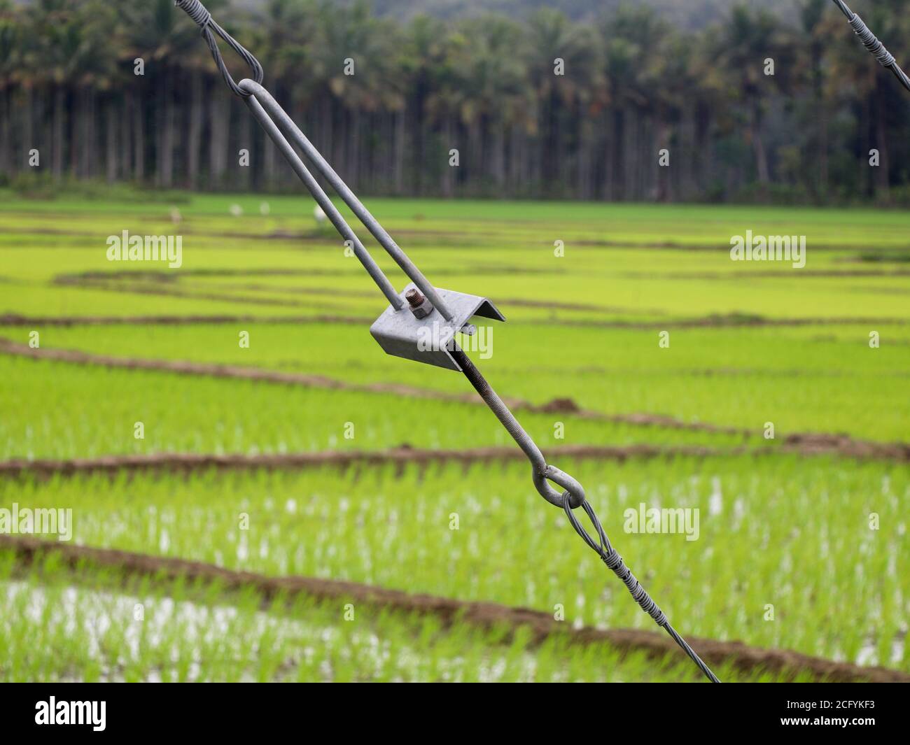 Electrical stay wire against paddy field, background blurred Stock ...