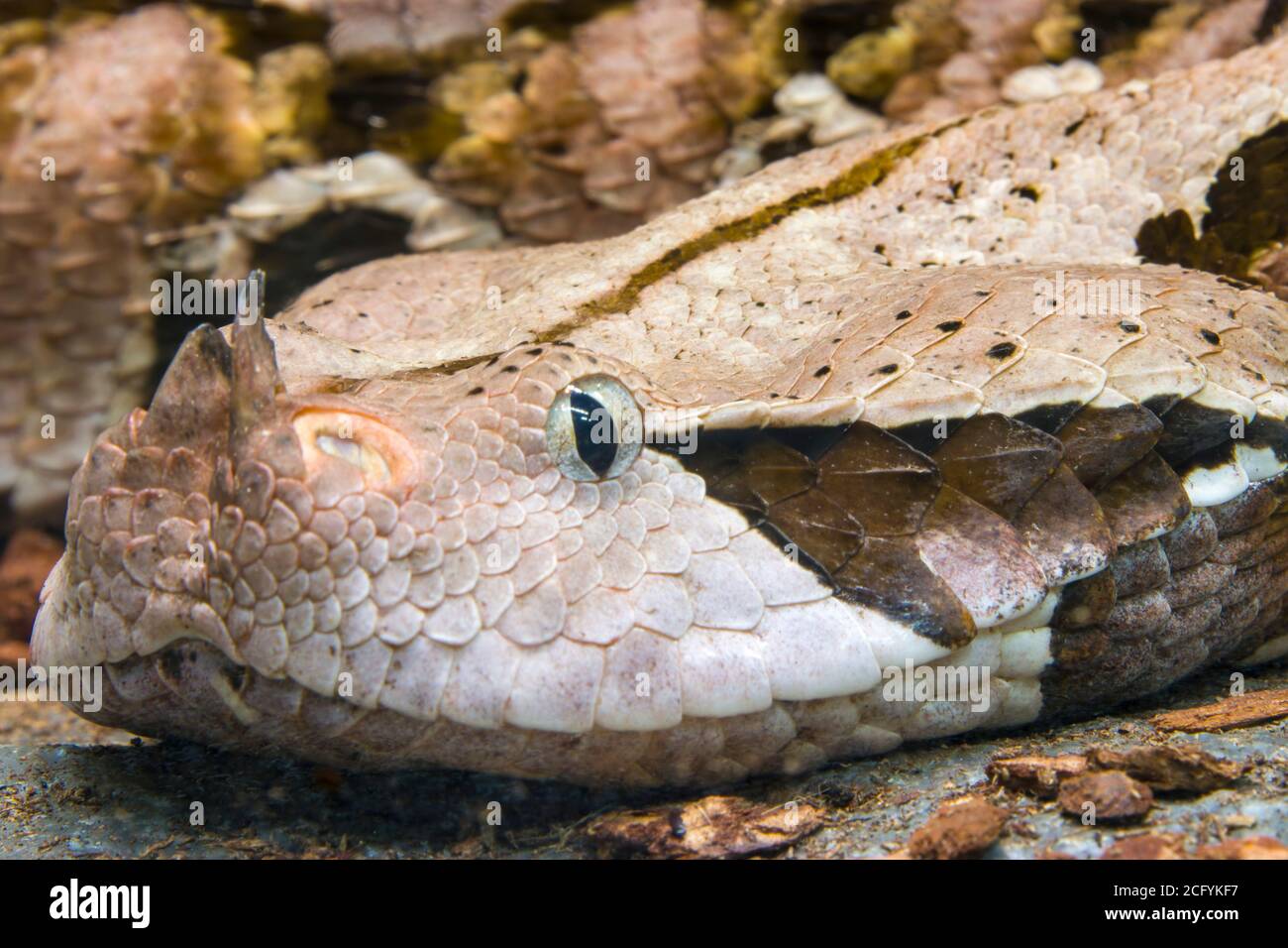 Gaboon Viper Venom