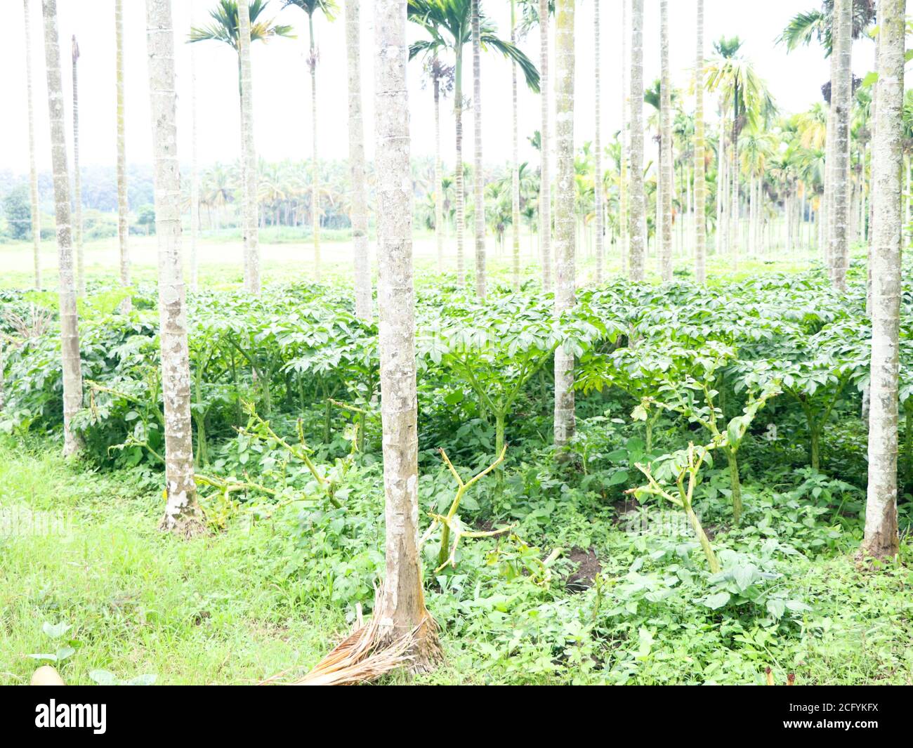 Elephant foot yam cultivation in the areca nut plantation, organic ...