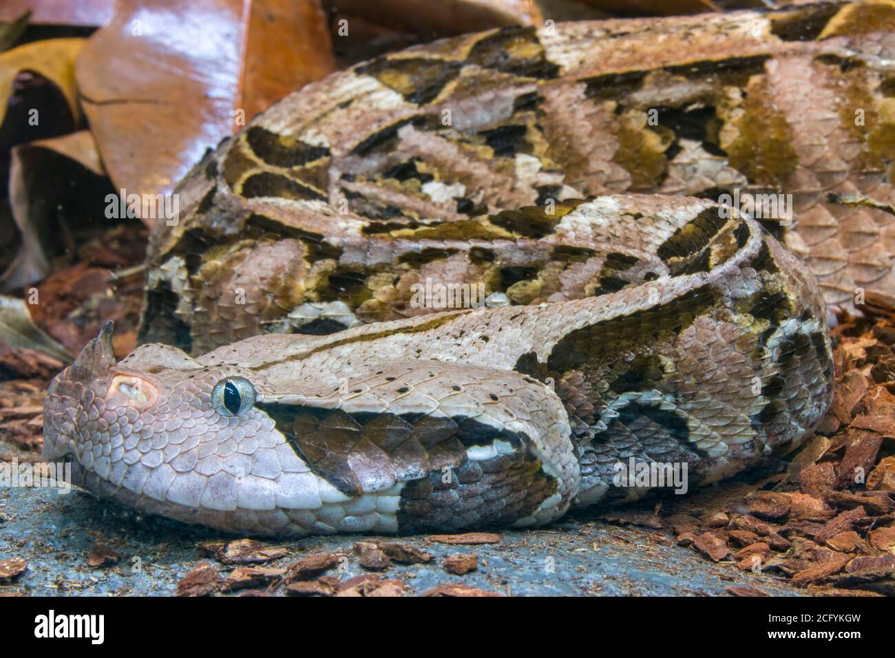 Gabon vipers hi-res stock photography and images - Alamy