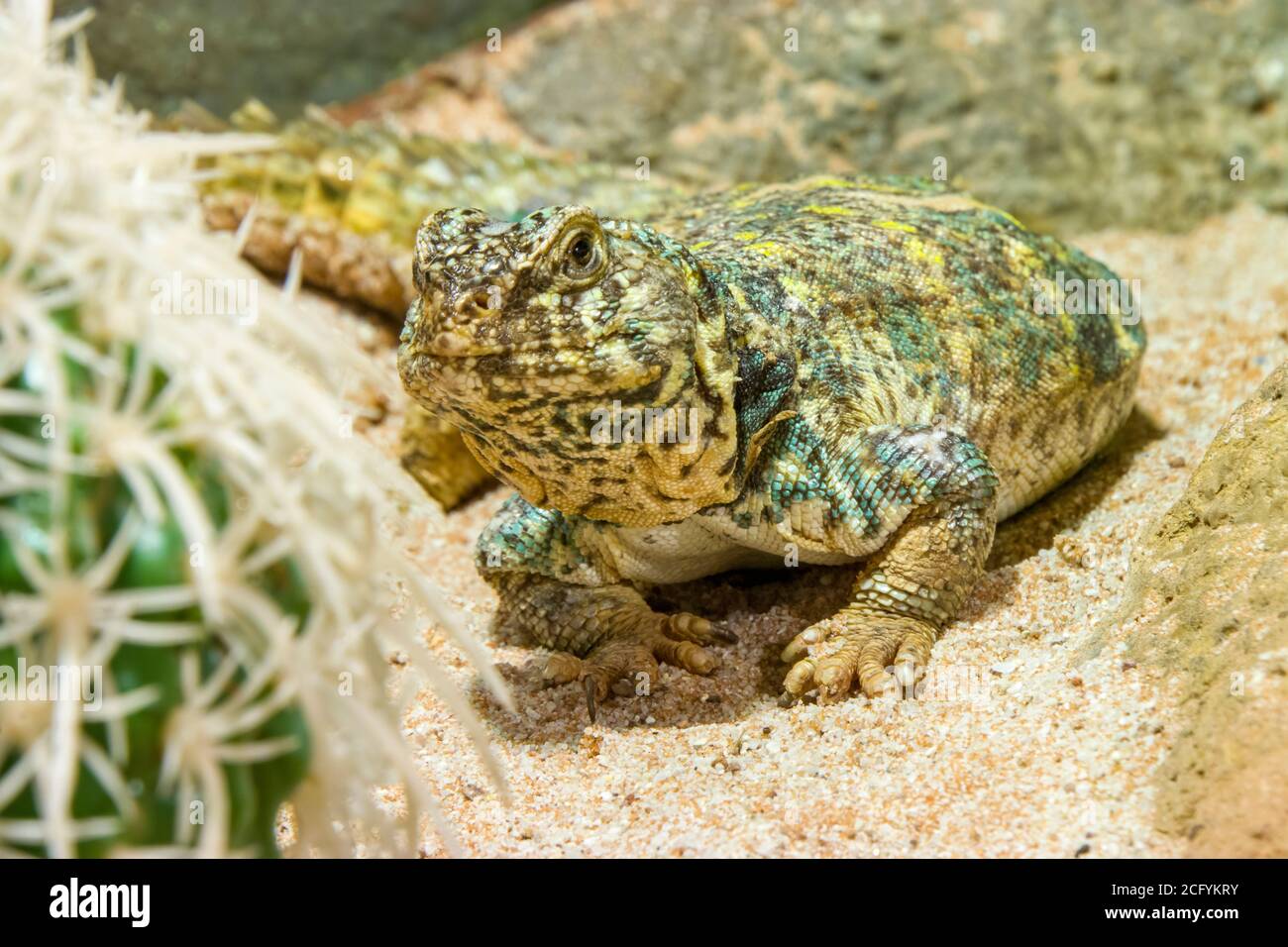 Tropical yellow brown lizards hi-res stock photography and images - Alamy