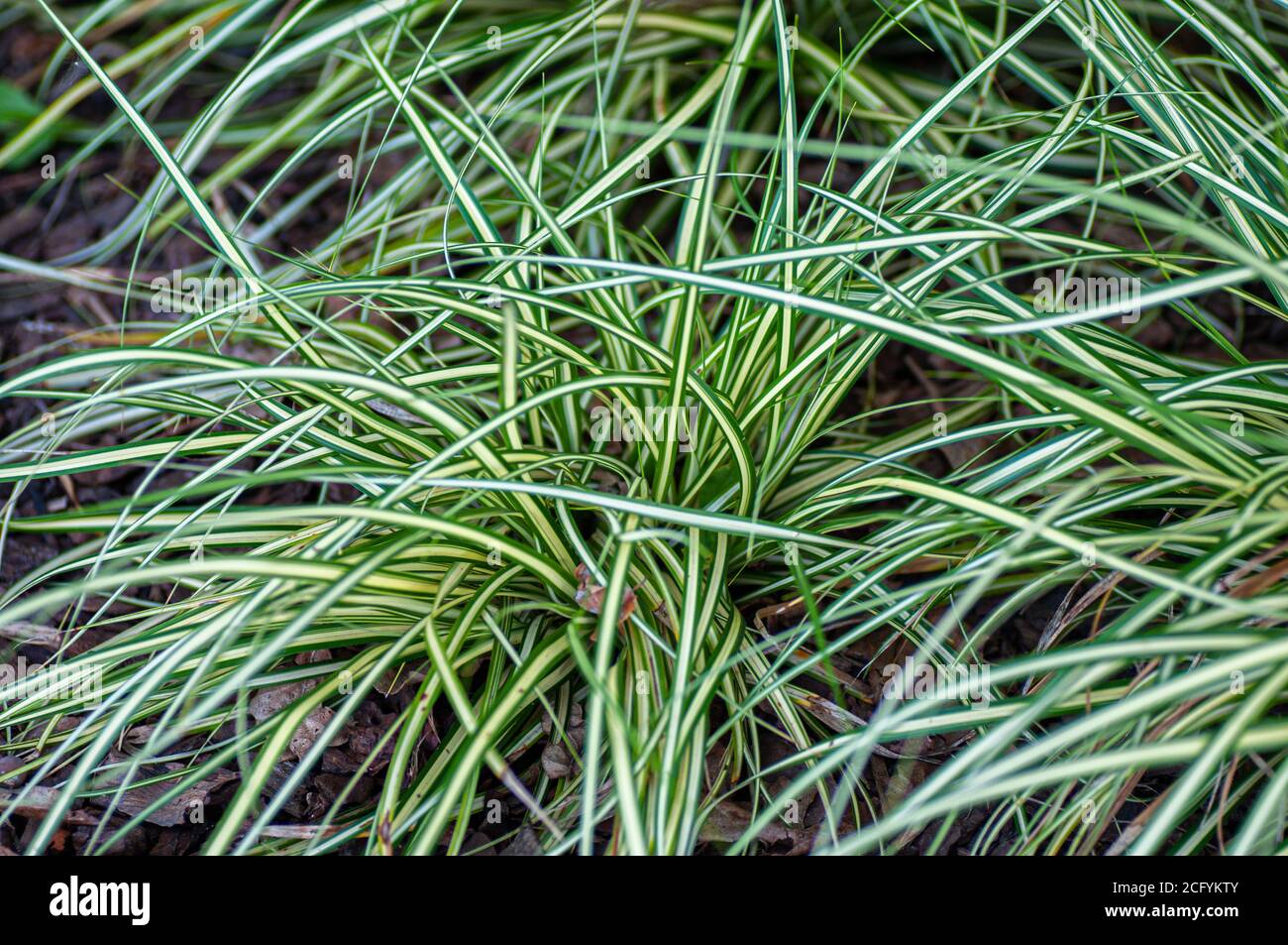 Long fresh green grass with white stripes in garden. Botanical ...