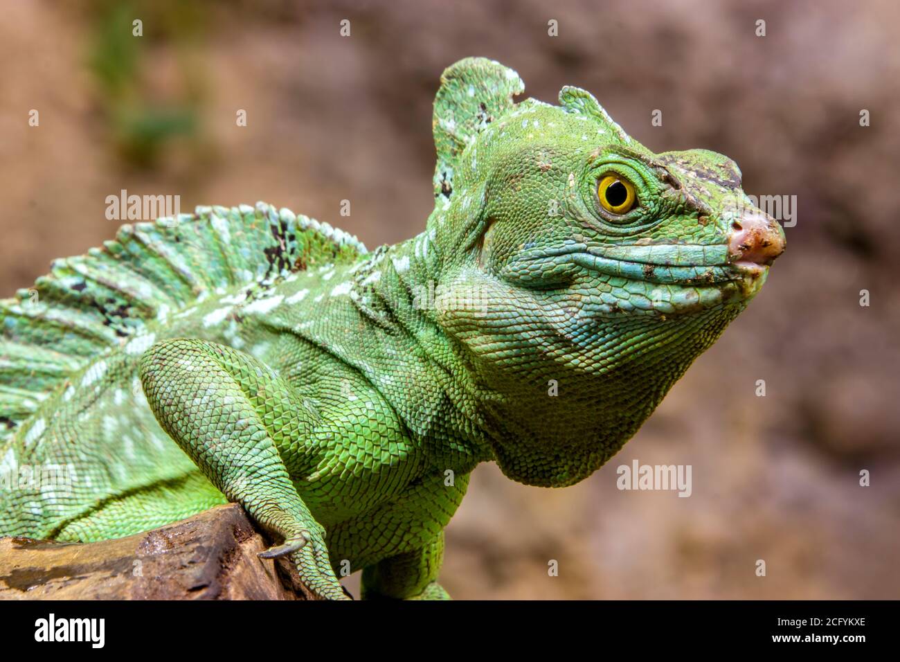 The closeup image of double crested basilisk. It is one of the largest ...