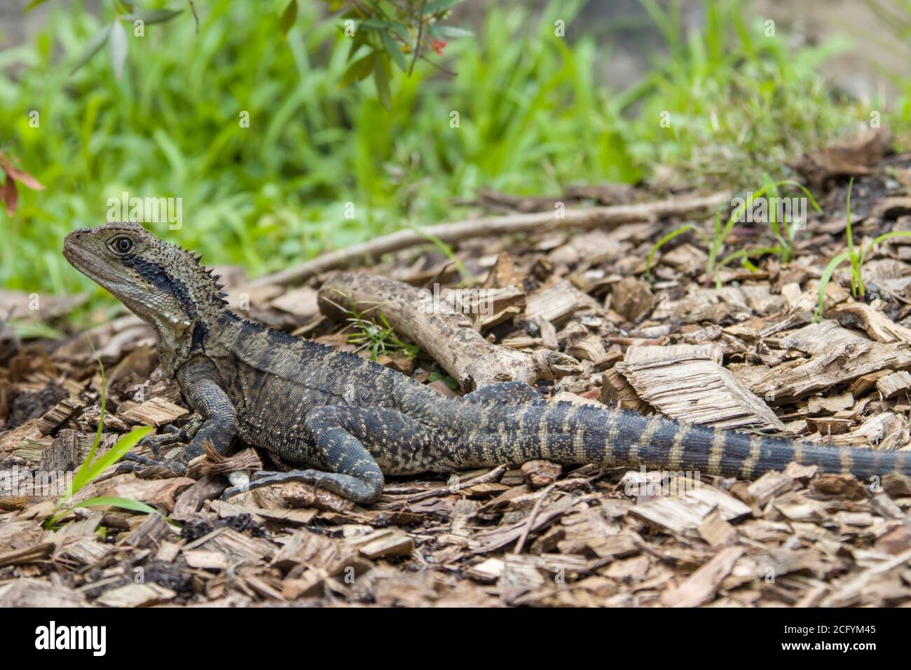 The Australian water dragon (Intellagama lesueurii, formerly ...
