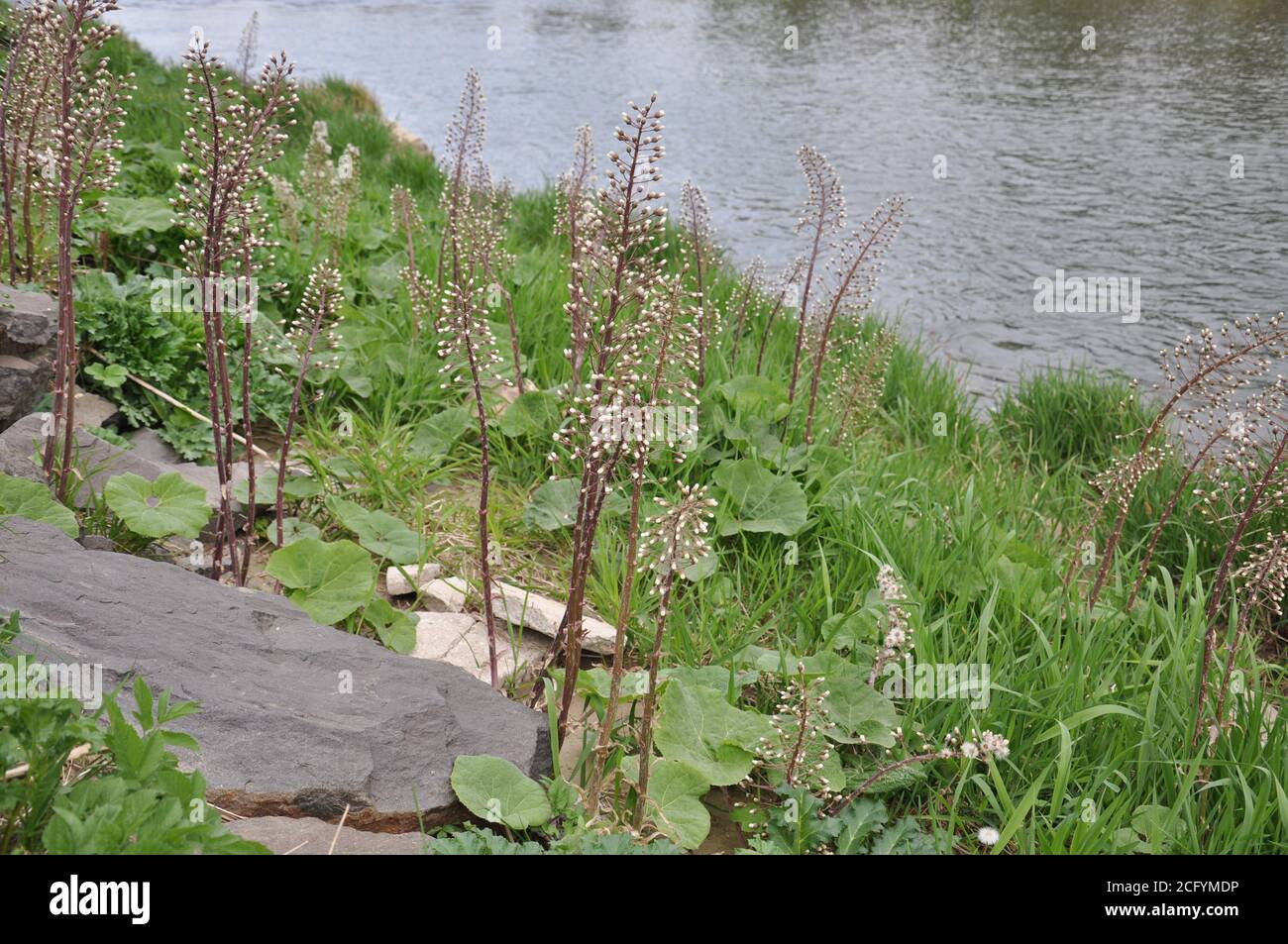 Green River Bank Grass High Resolution Stock Photography and Images - Alamy