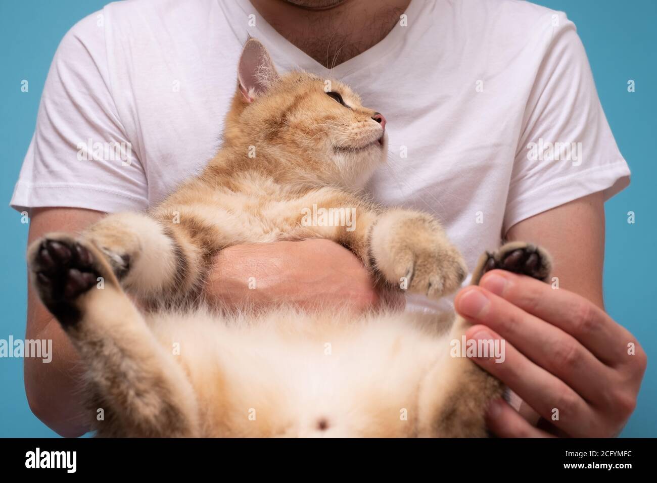 British cat taking a nap resting on his owner knees Stock Photo - Alamy