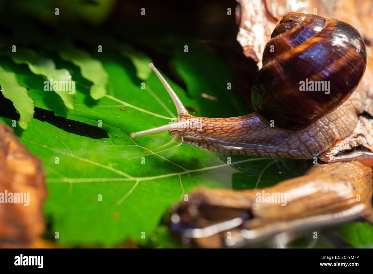 Large snails crawling along the bark of a tree. Photo in the wild ...
