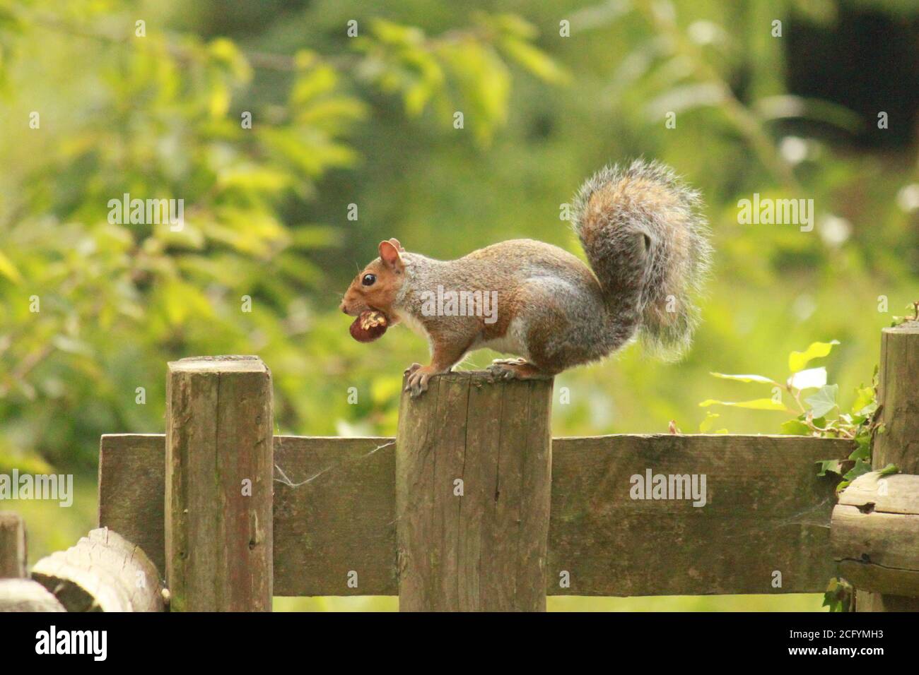 Conquer the squirrel hi-res stock photography and images - Alamy
