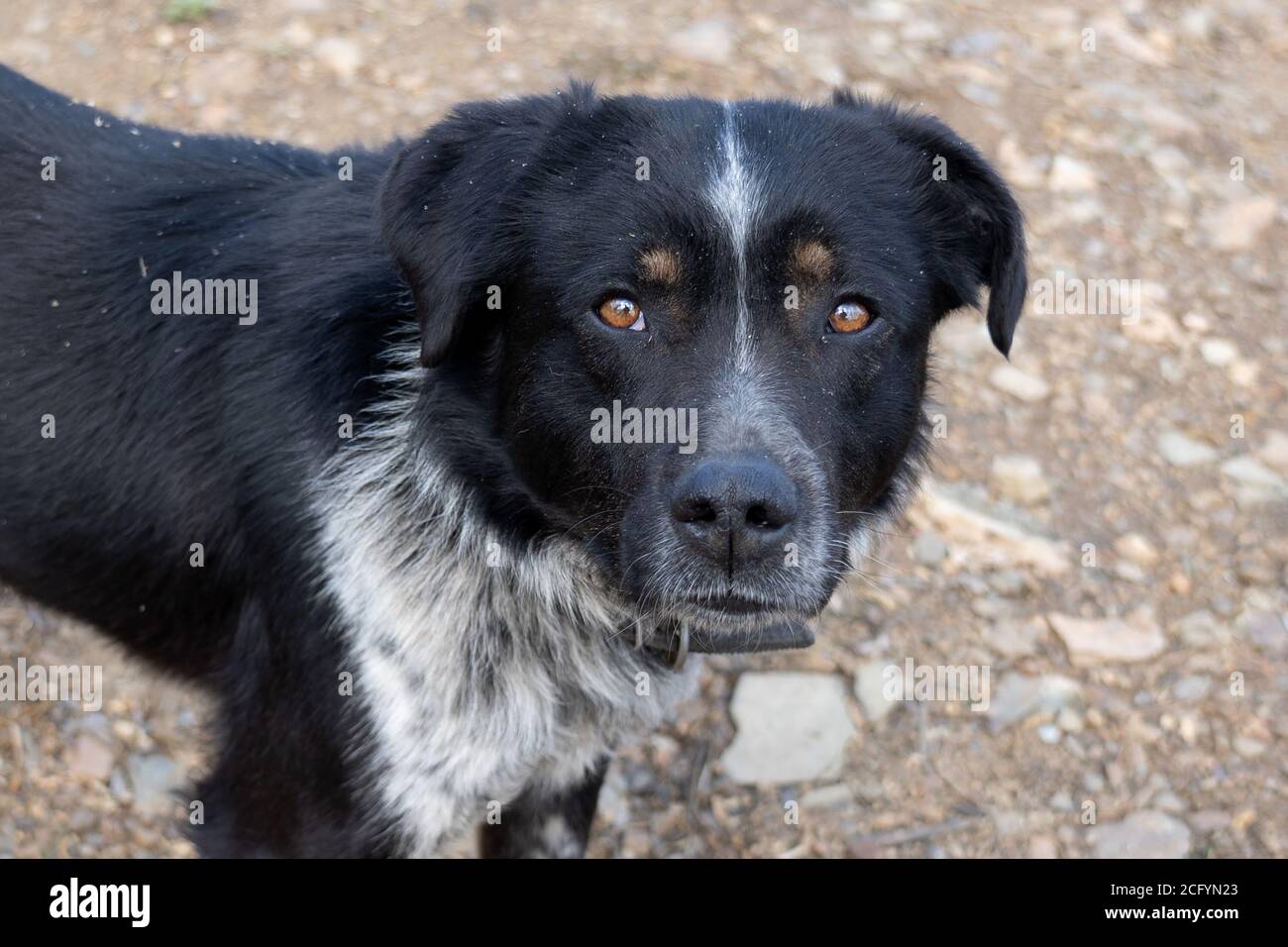 Can You Have A Dog Without A Yard