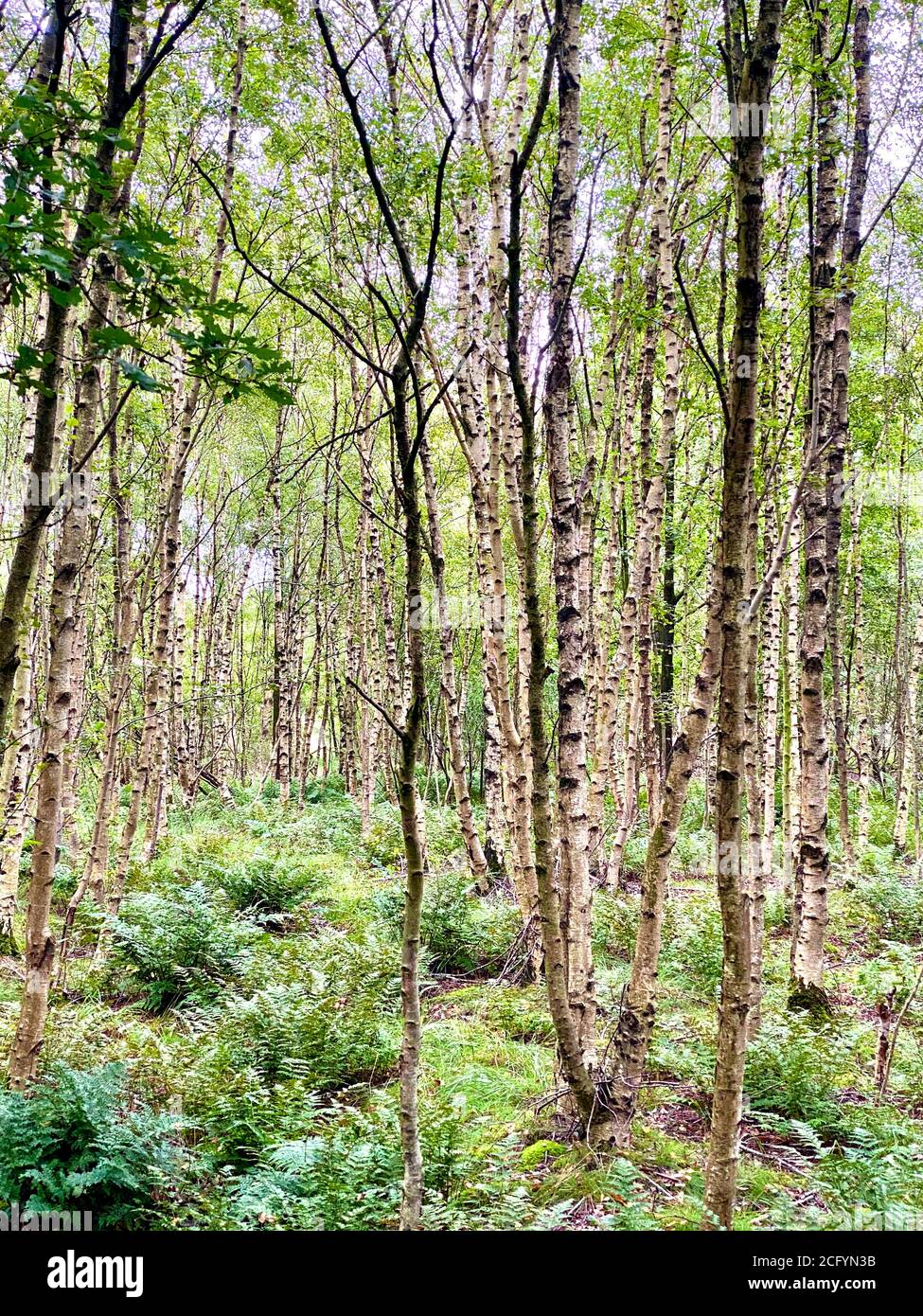 Trunks branches birch green leaves hi-res stock photography and images ...