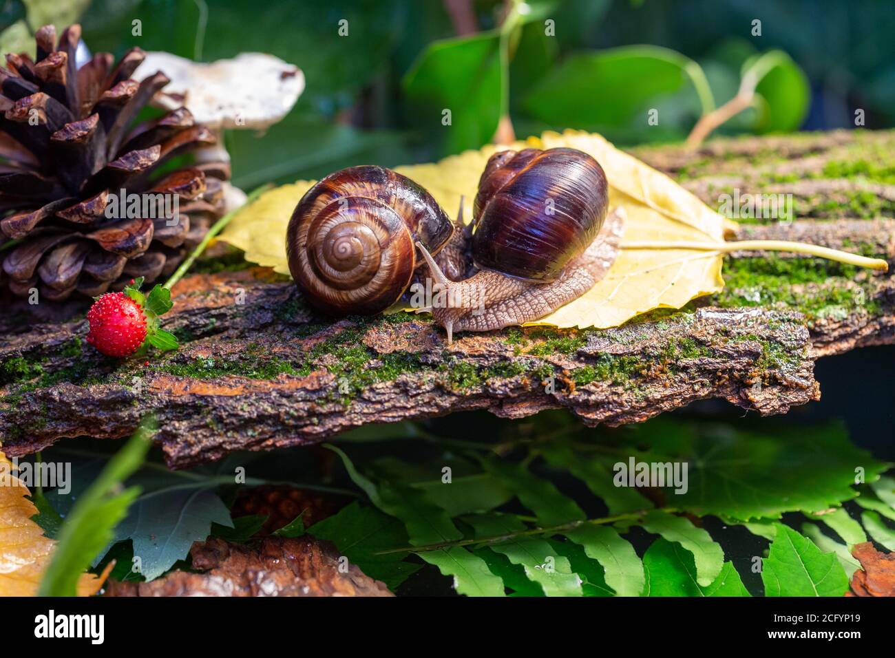 Large snails crawling along the bark of a tree. Photo in the wild ...