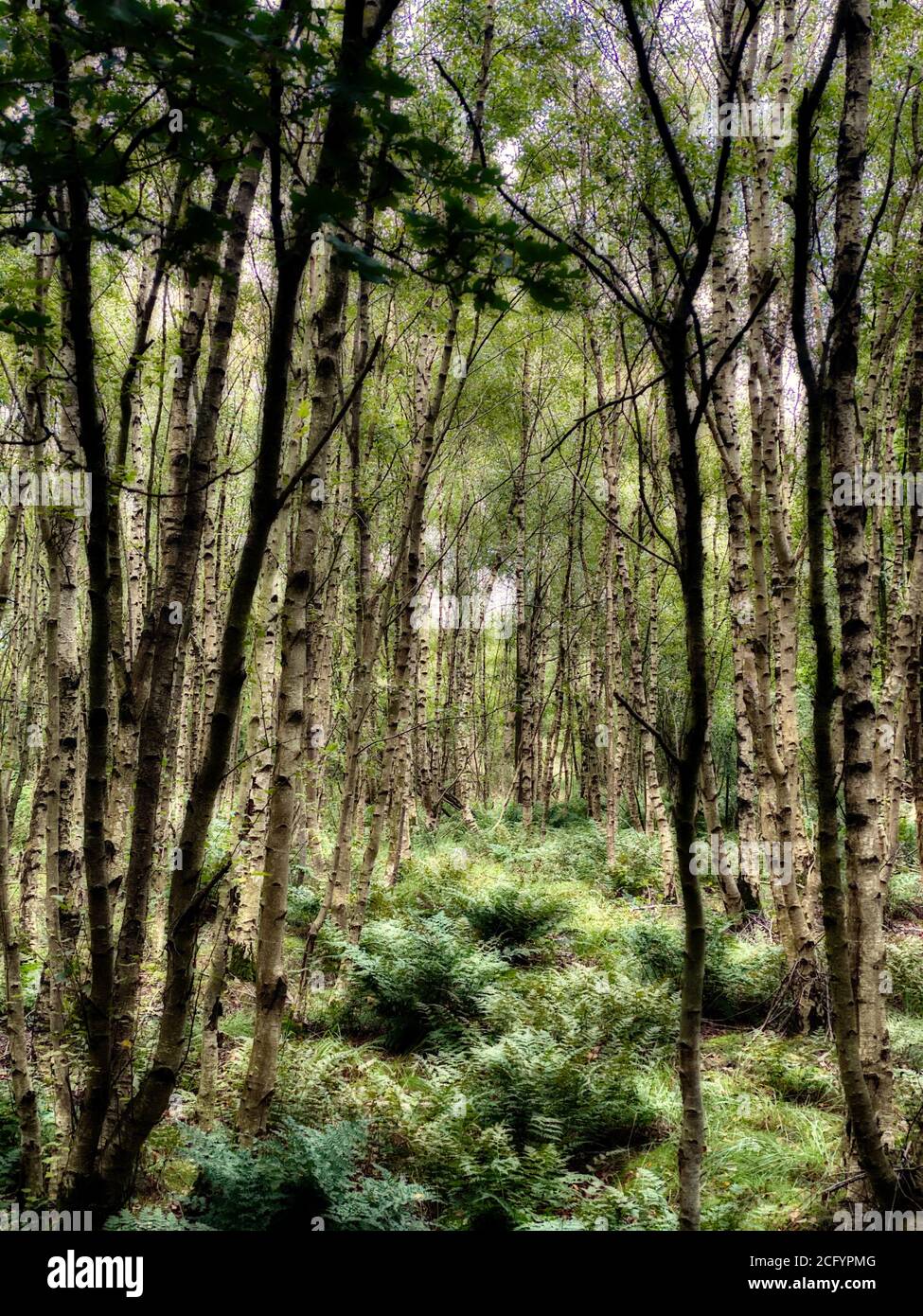 Beautiful birch forest hi-res stock photography and images - Alamy
