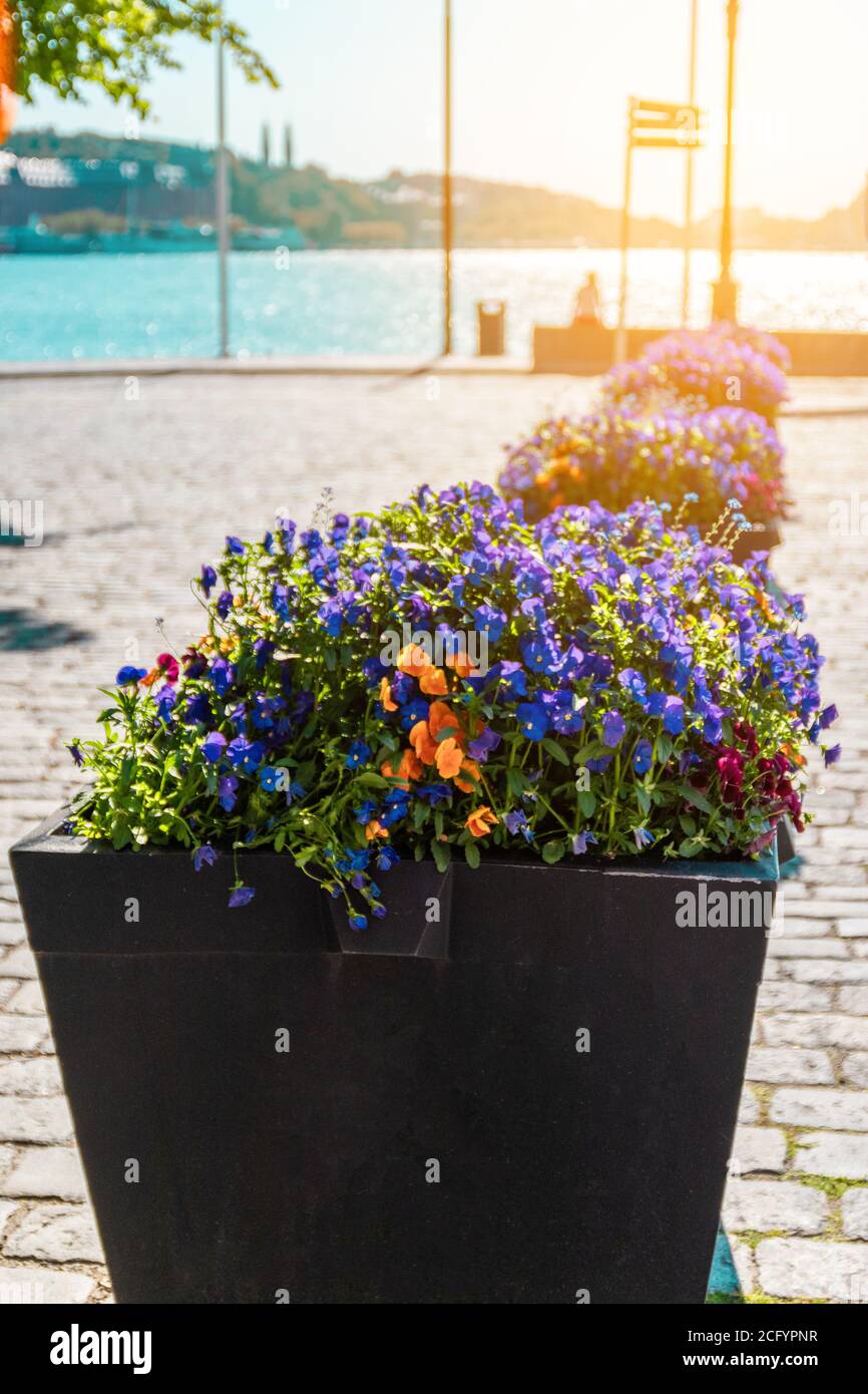 Street flower with purple flowers on the Stockholm embankment in the ...