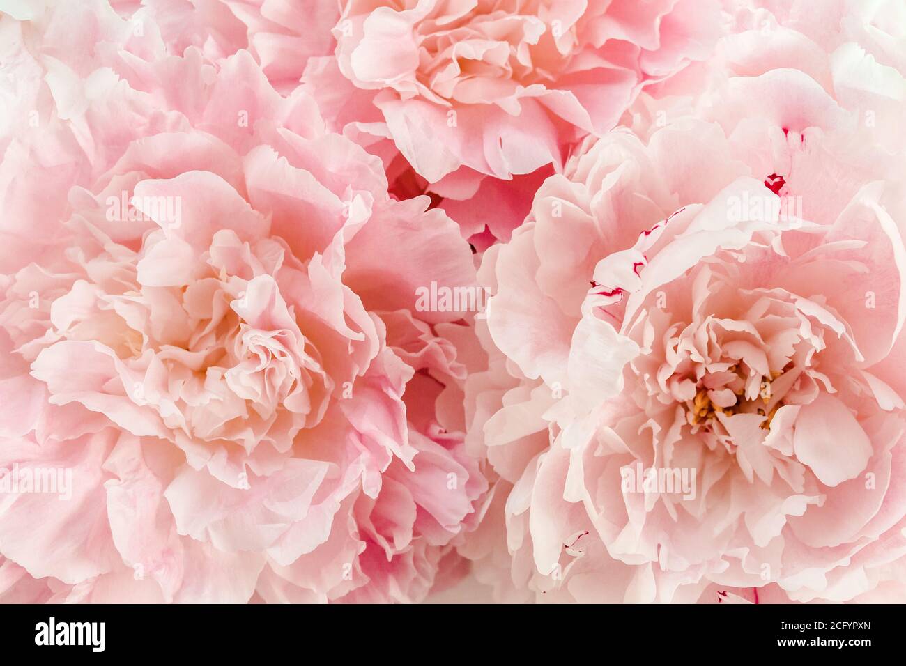 Bouquet of a lot of peonies of pink color close up. Flat lay, top view ...