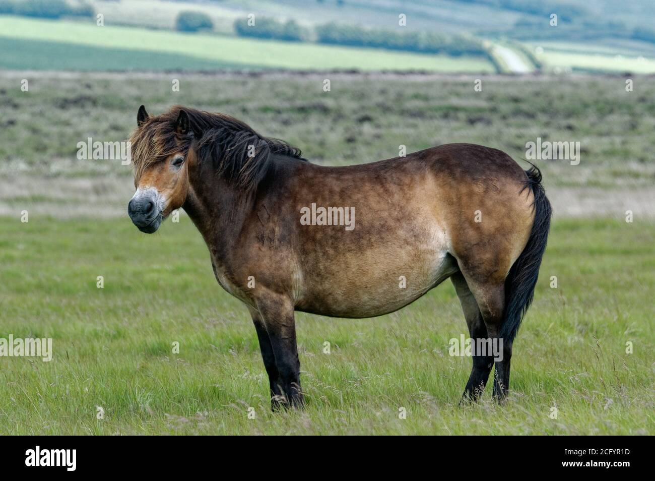 Exmoor Pony grazing on Exmoor for conservation purposes Stock Photo - Alamy