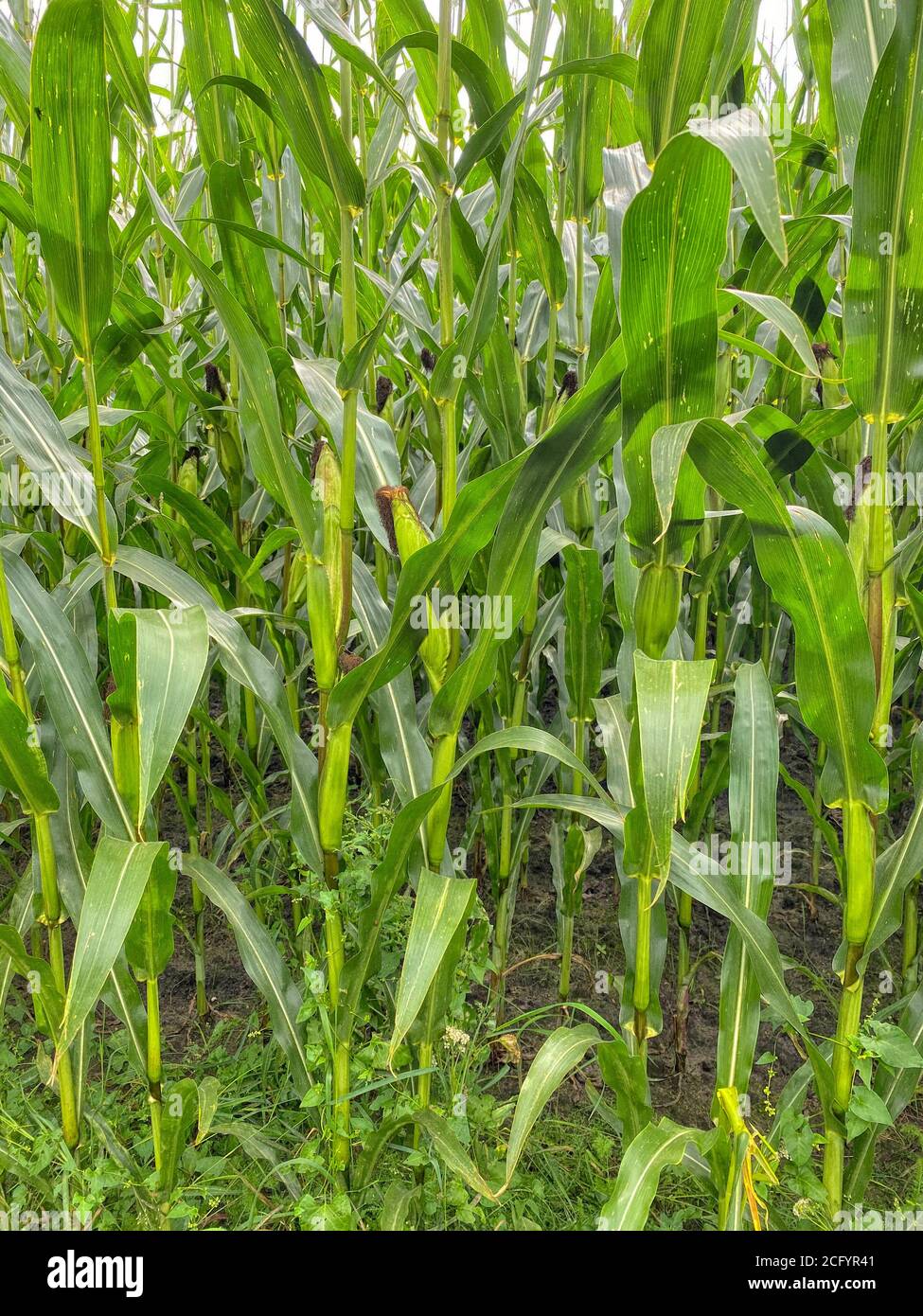 Plants bark hi-res stock photography and images - Alamy