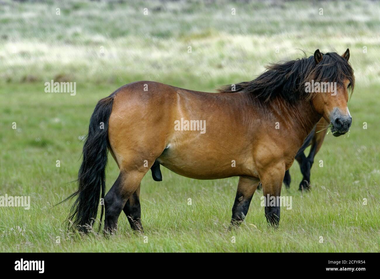 Exmoor Pony. Stallion Stock Photo - Alamy