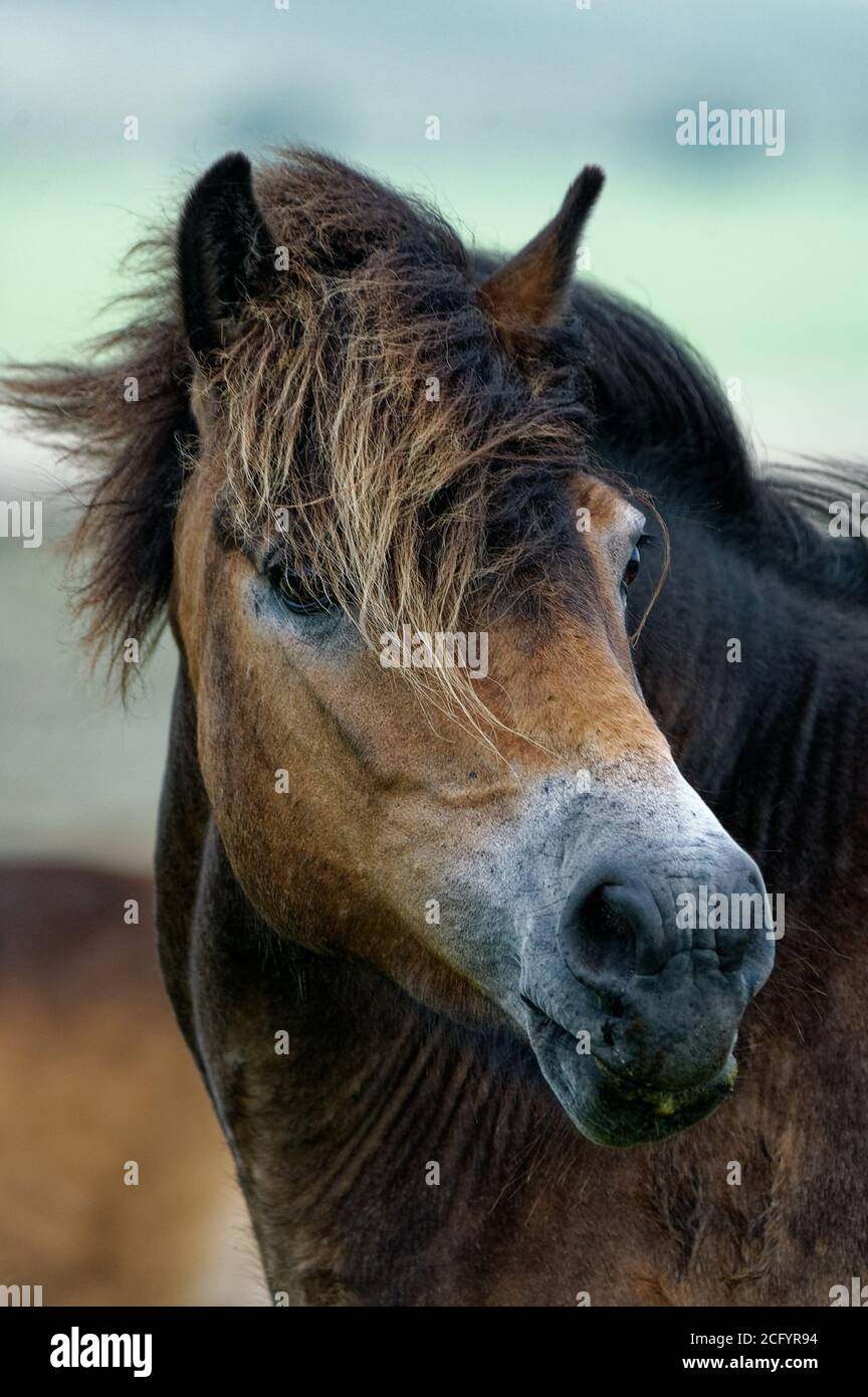 Grazing tool hi-res stock photography and images - Alamy