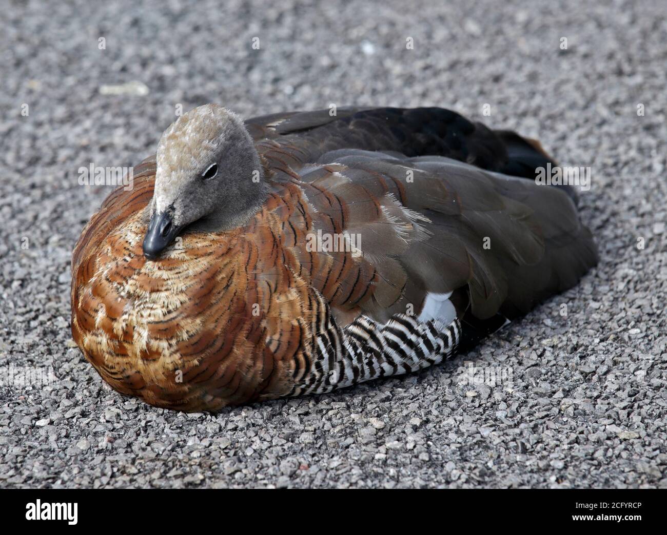 Ashy headed hi-res stock photography and images - Alamy