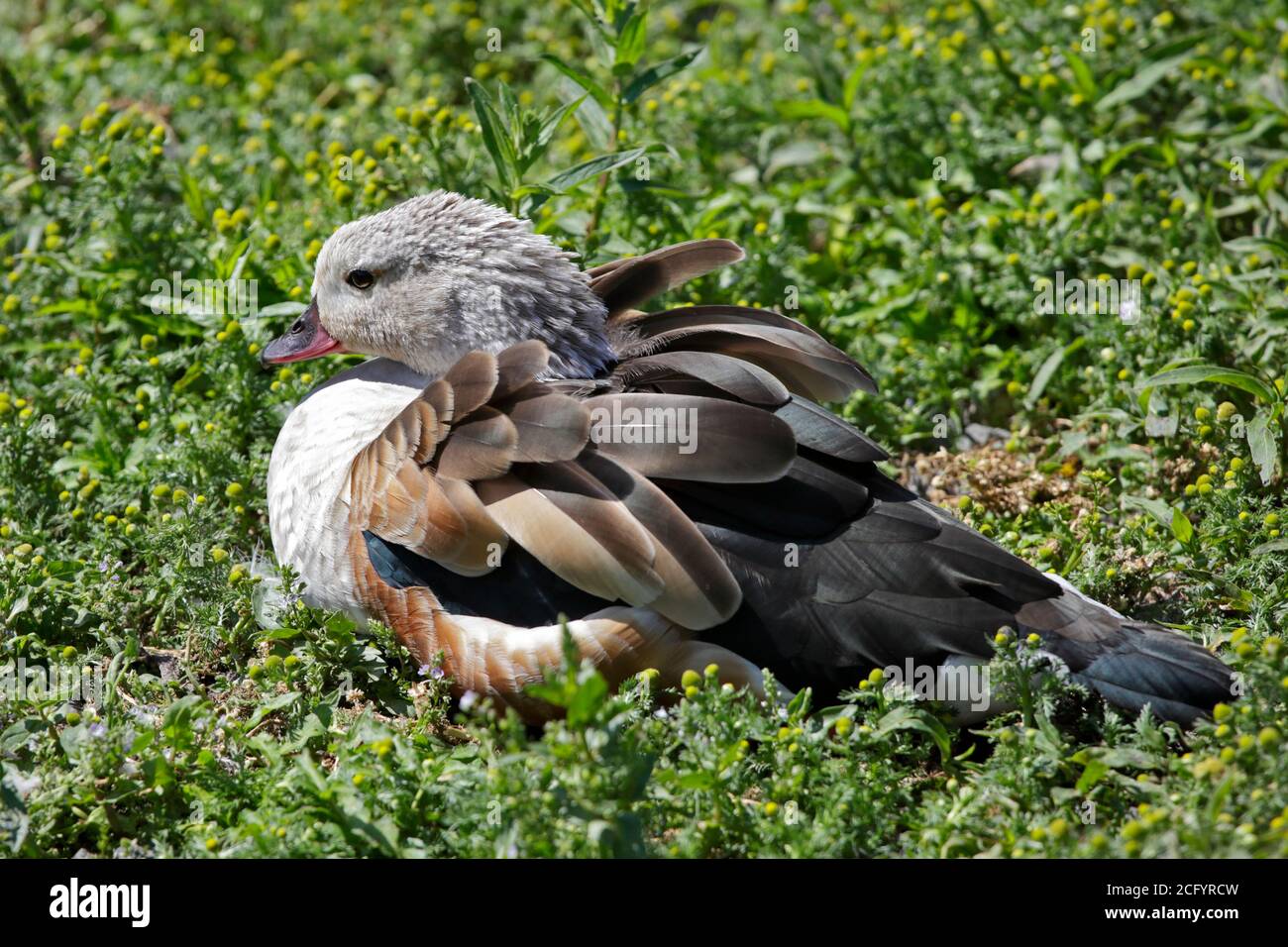 Orinoco birds hi-res stock photography and images - Alamy