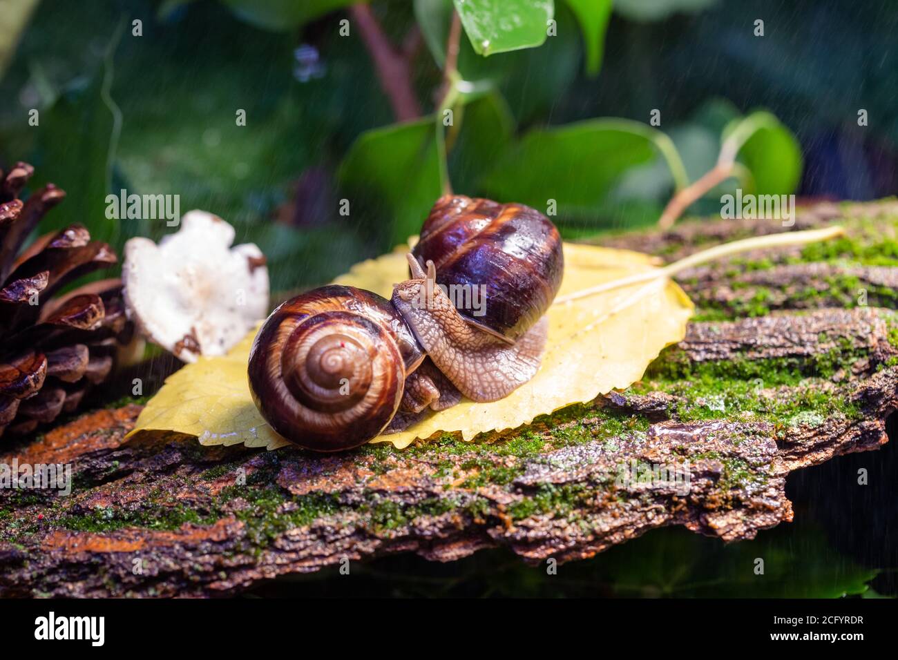 Large snails crawling along the bark of a tree. Photo in the wild ...